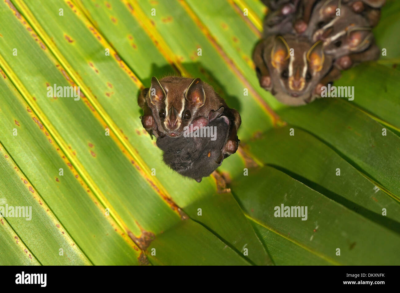 Tent-Making Bat, Uroderma bilobatum, with baby nestled up against her ...