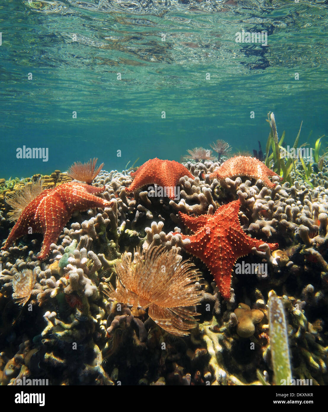Underwater scenery with sea stars and feather duster worm on a coral ...