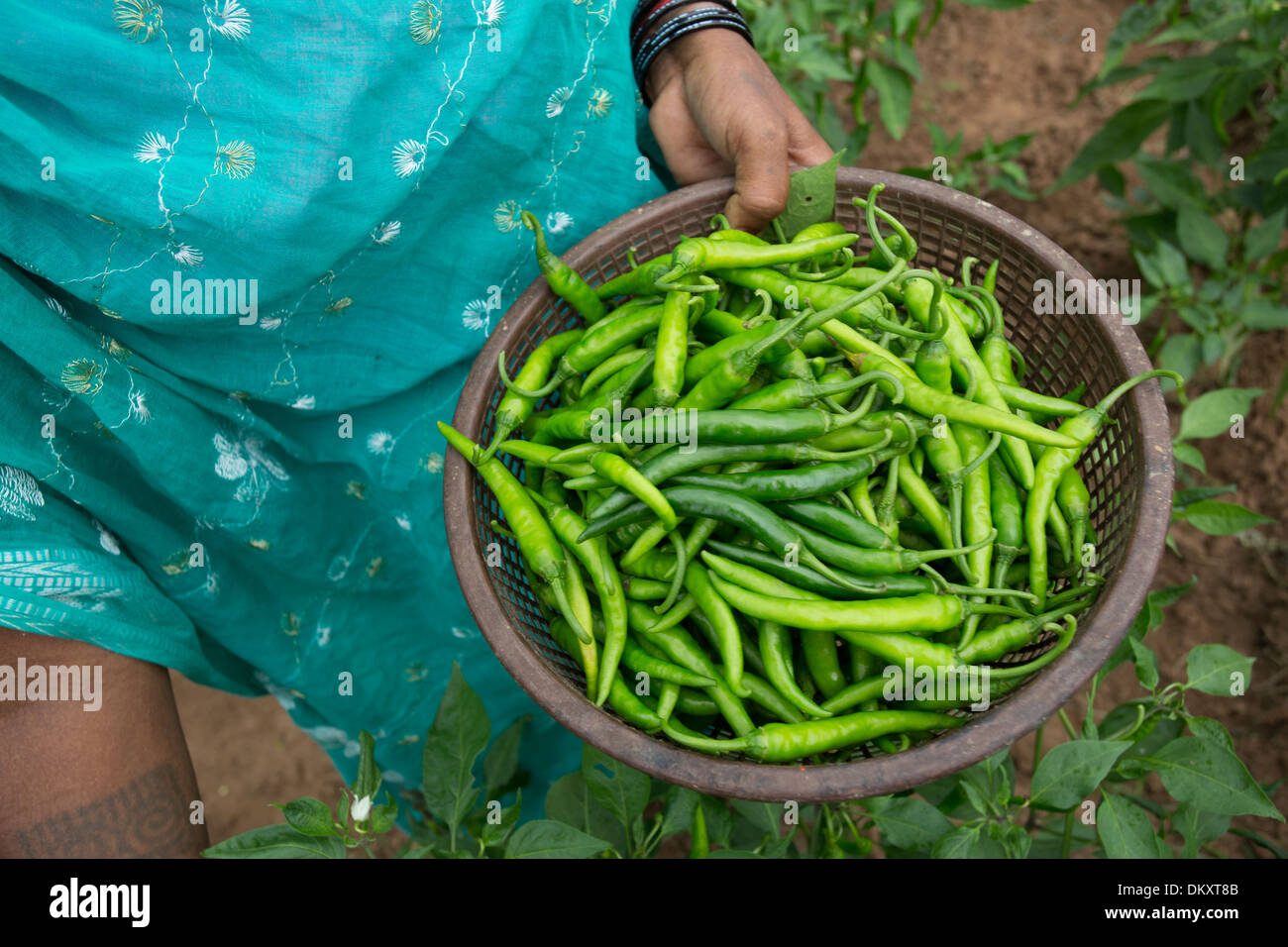 Chilli farming hi-res stock photography and images - Alamy