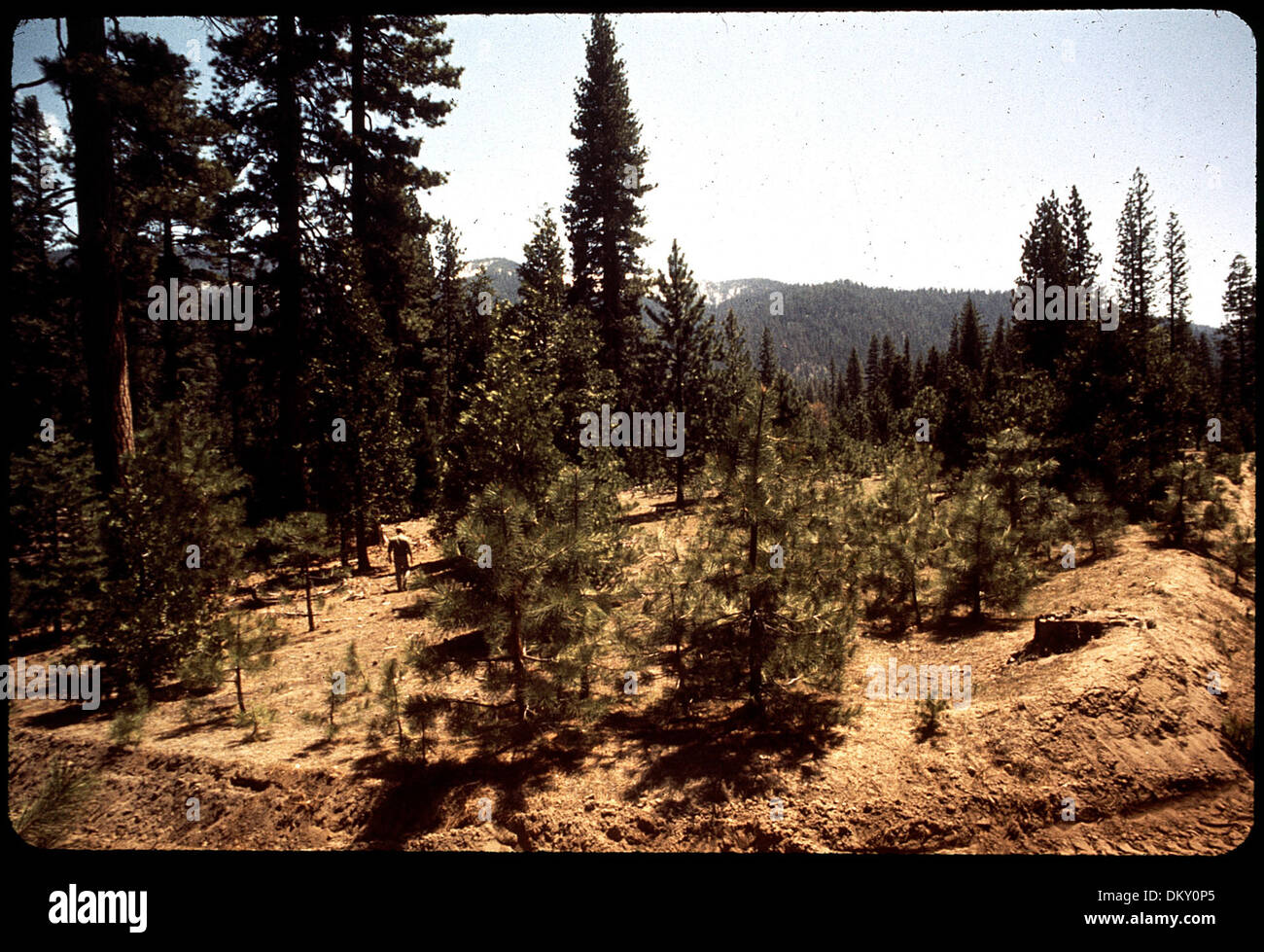 A typical selective-cut forest, where trees are carefully chosen for ...