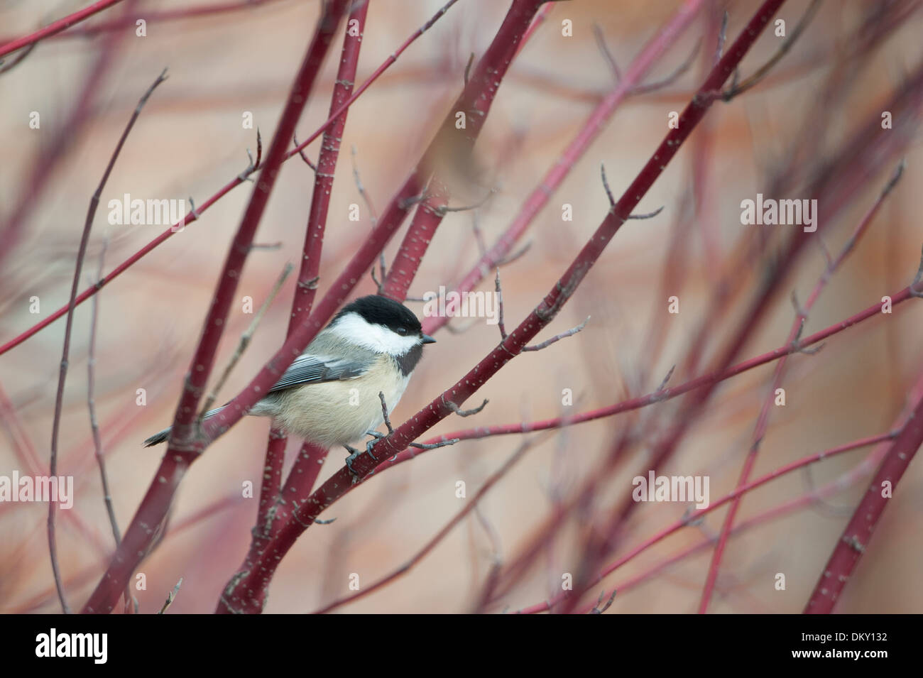 Black-capped Chickadee (Poecile atricapilla), Missoula, Montana Stock ...