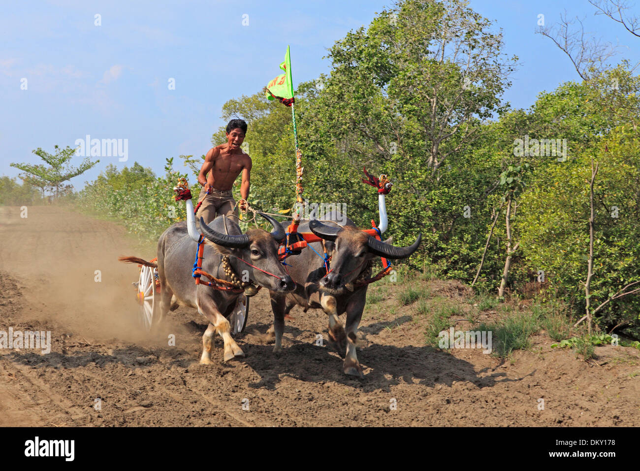 Traditional racing of bull water buffalo. Negara, west Bali, Indonesia ...