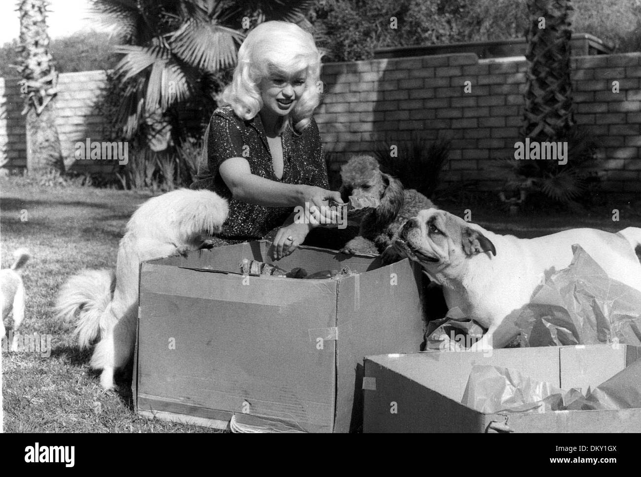 Jayne Mansfield Crash Dog