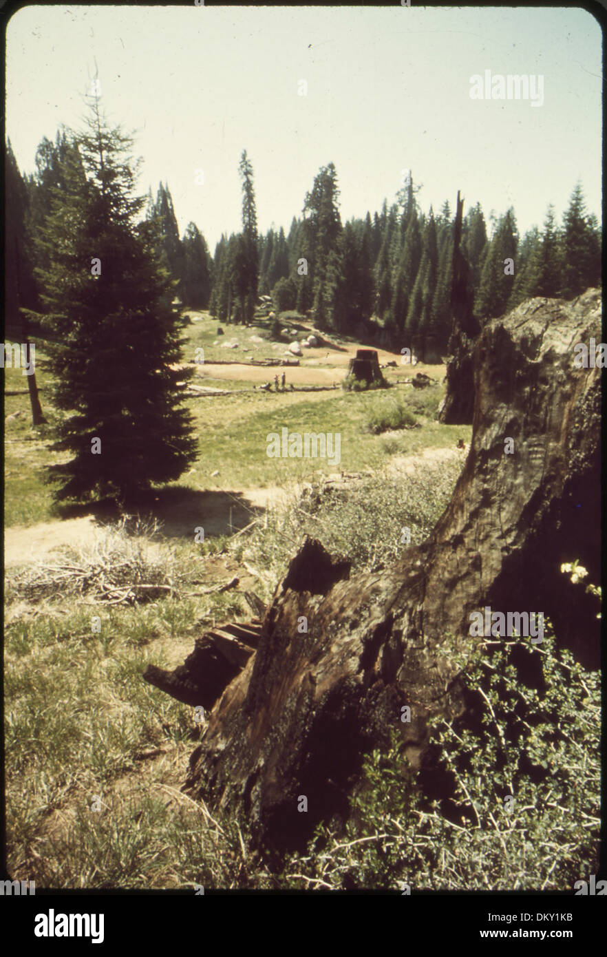 Big Stump Meadow is a scenic location, likely in a forested area, known ...