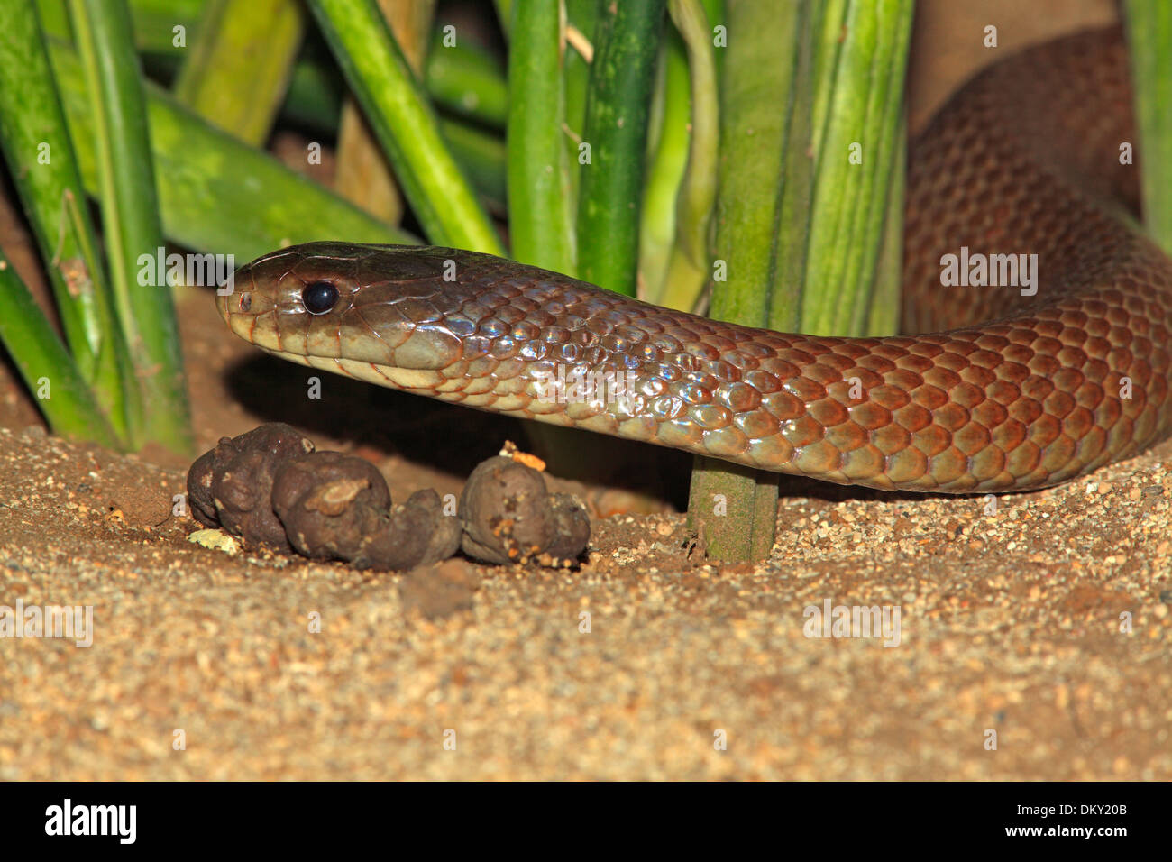 Australian snakes hi-res stock photography and images - Alamy
