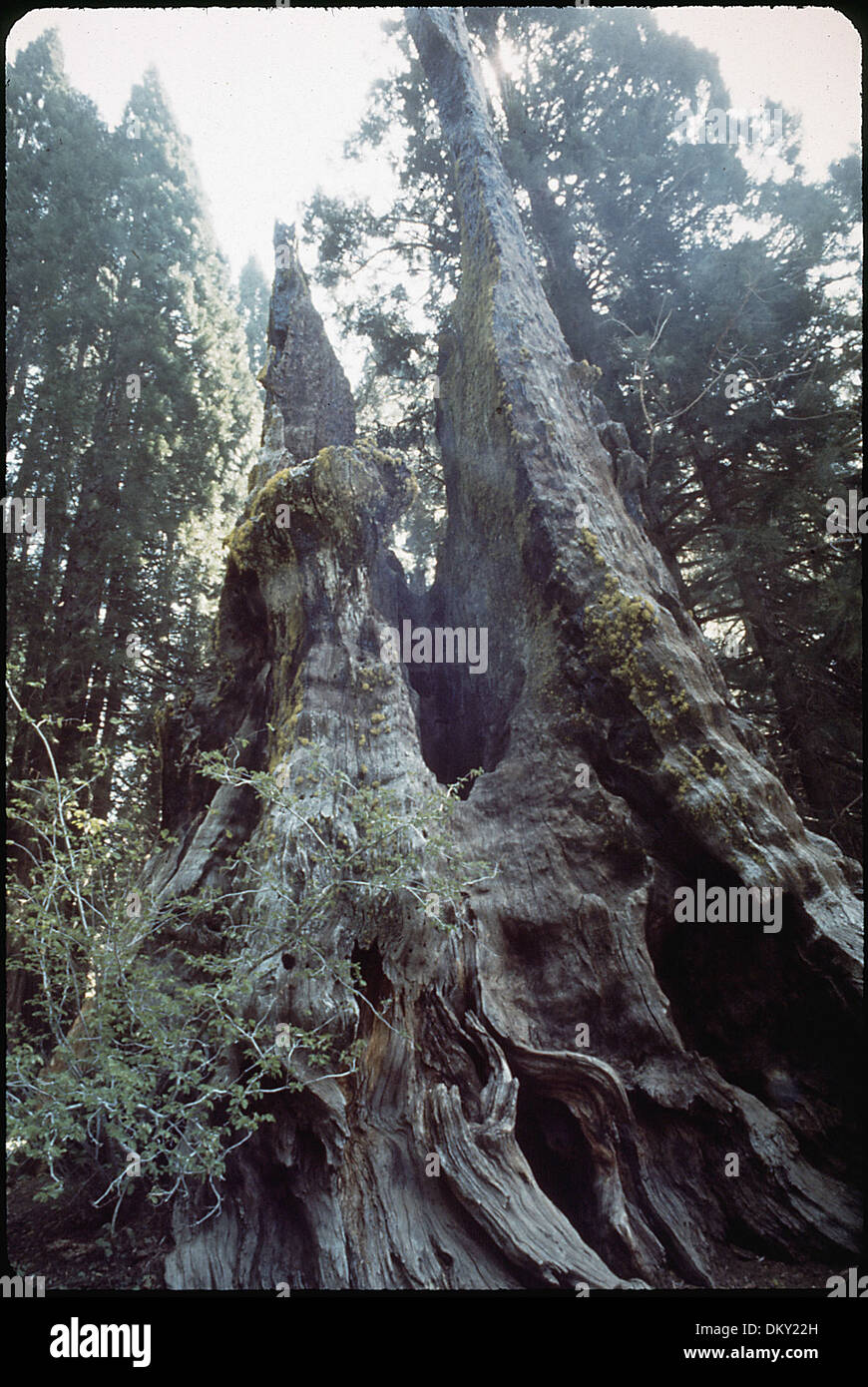 Large tree stump stands hi-res stock photography and images - Alamy