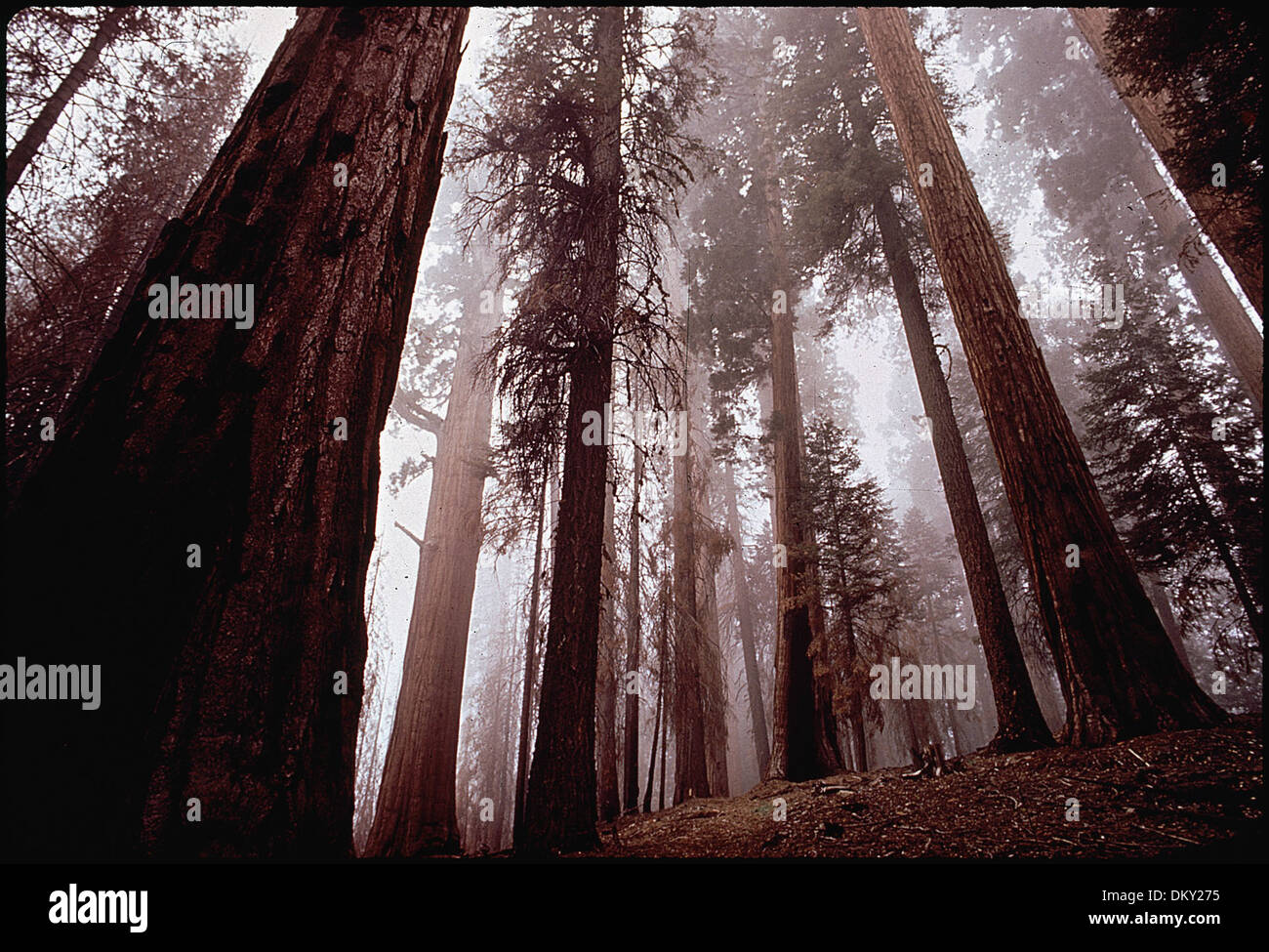 California Sequoia National Park, home to some of the largest trees in ...
