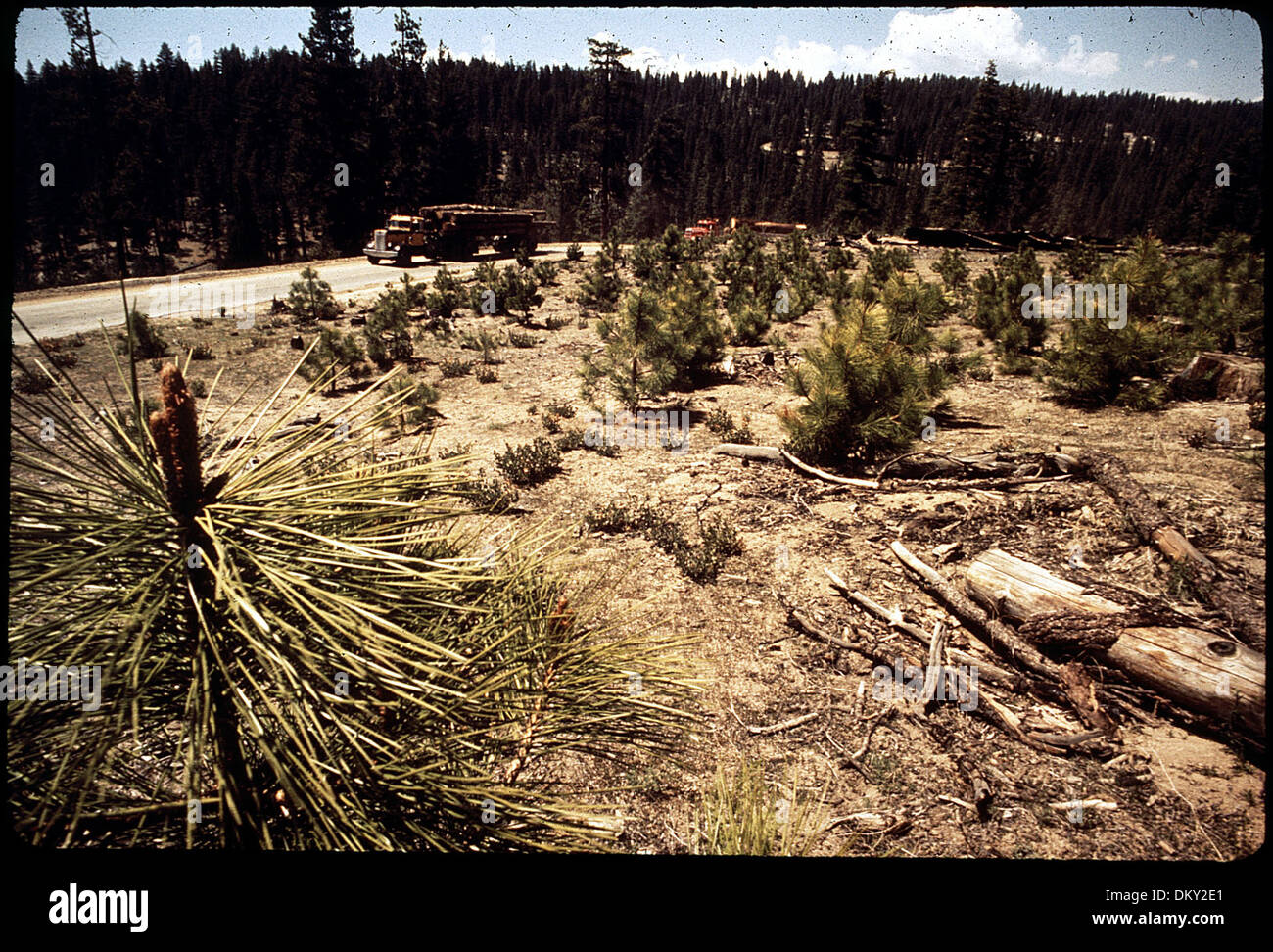 California's Sierra National Forest is known for its diverse ecosystems ...