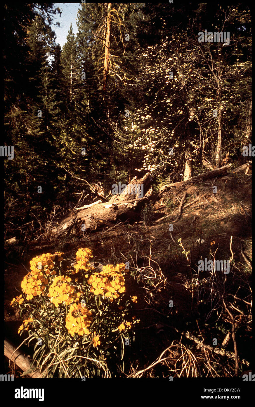 California-Sierra National Forest, located in the Sierra Nevada ...