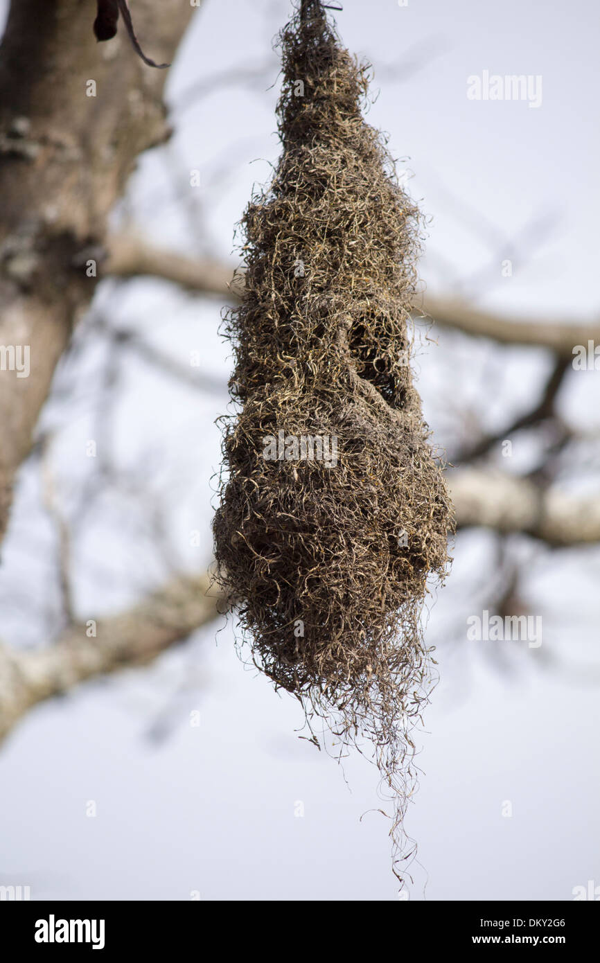 Weaver nest hi-res stock photography and images - Alamy