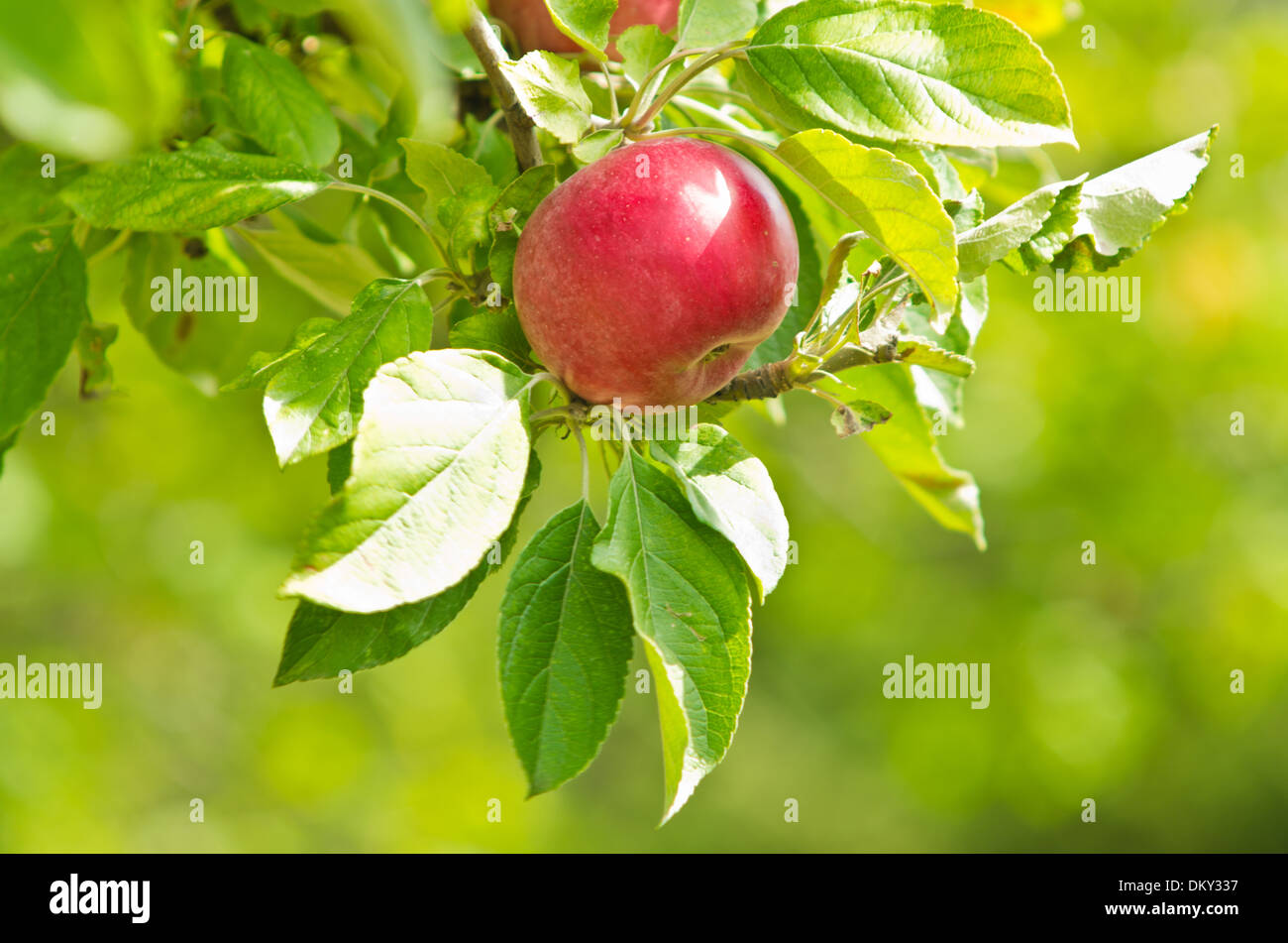 Red apple on a tree hi-res stock photography and images - Alamy