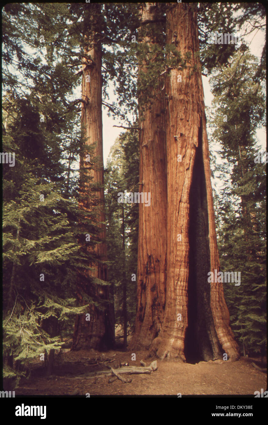 The Congress Trail in Sequoia and Kings Canyon National Parks offers a ...