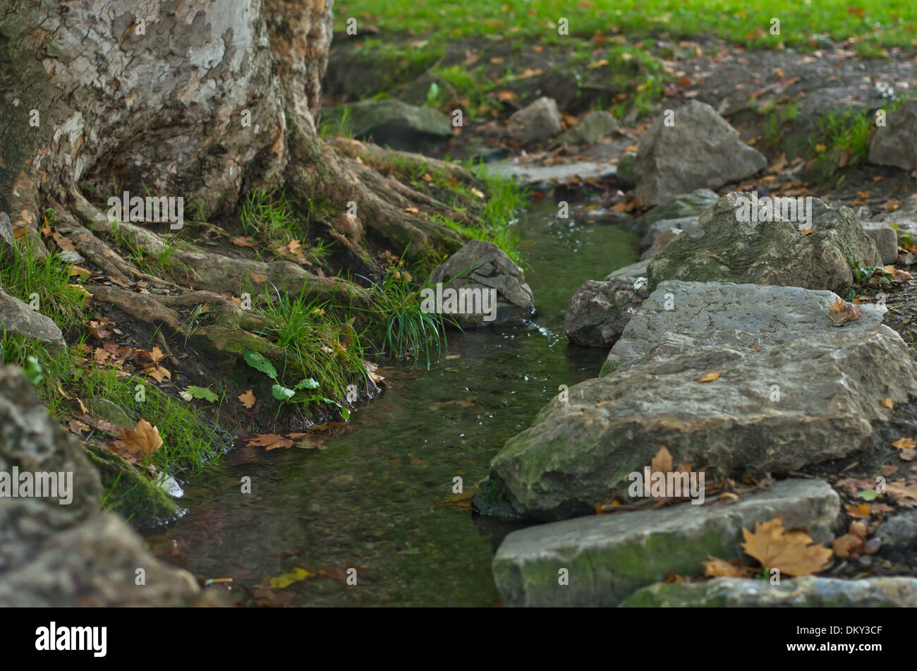 Water stream passing by the roots of a big old tree at dawn Stock Photo ... Water stream passing by the roots of a big old tree at dawn Stock Photo ...