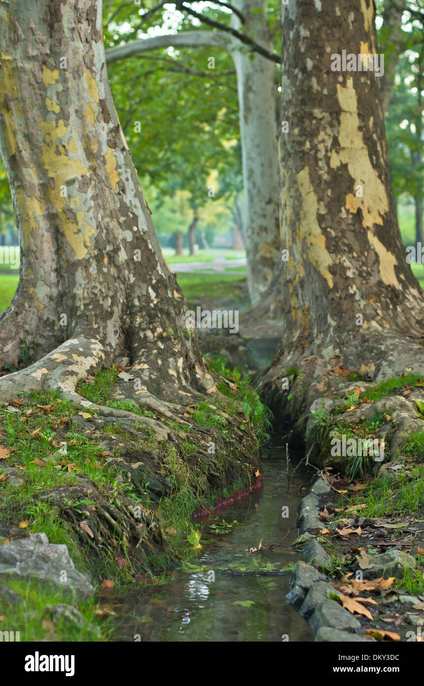 Water stream between two big trees at morning Stock Photo - Alamy