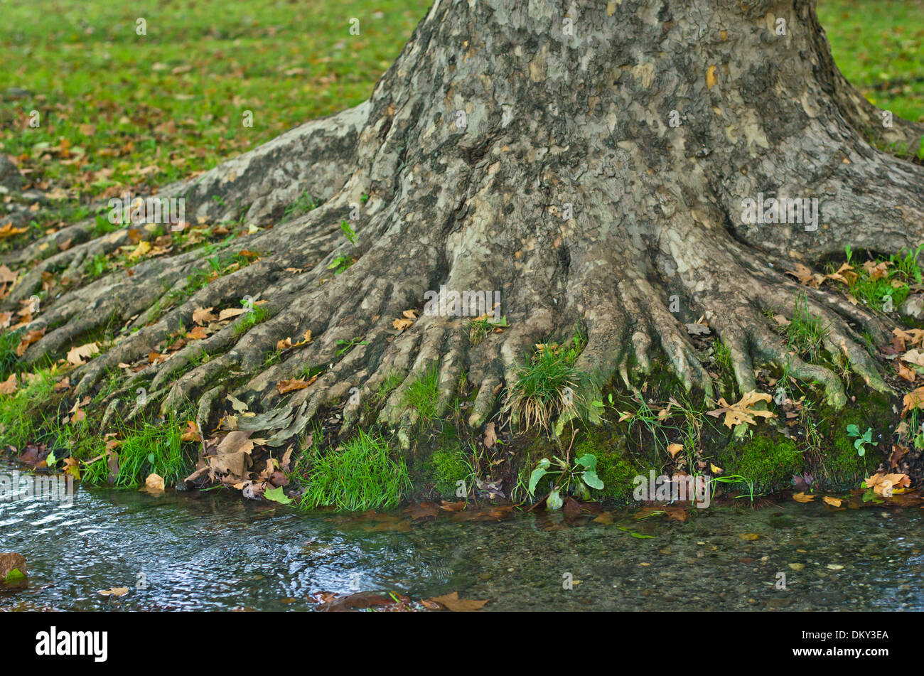 Water stream passing by the roots of a big old tree at morning Stock ...