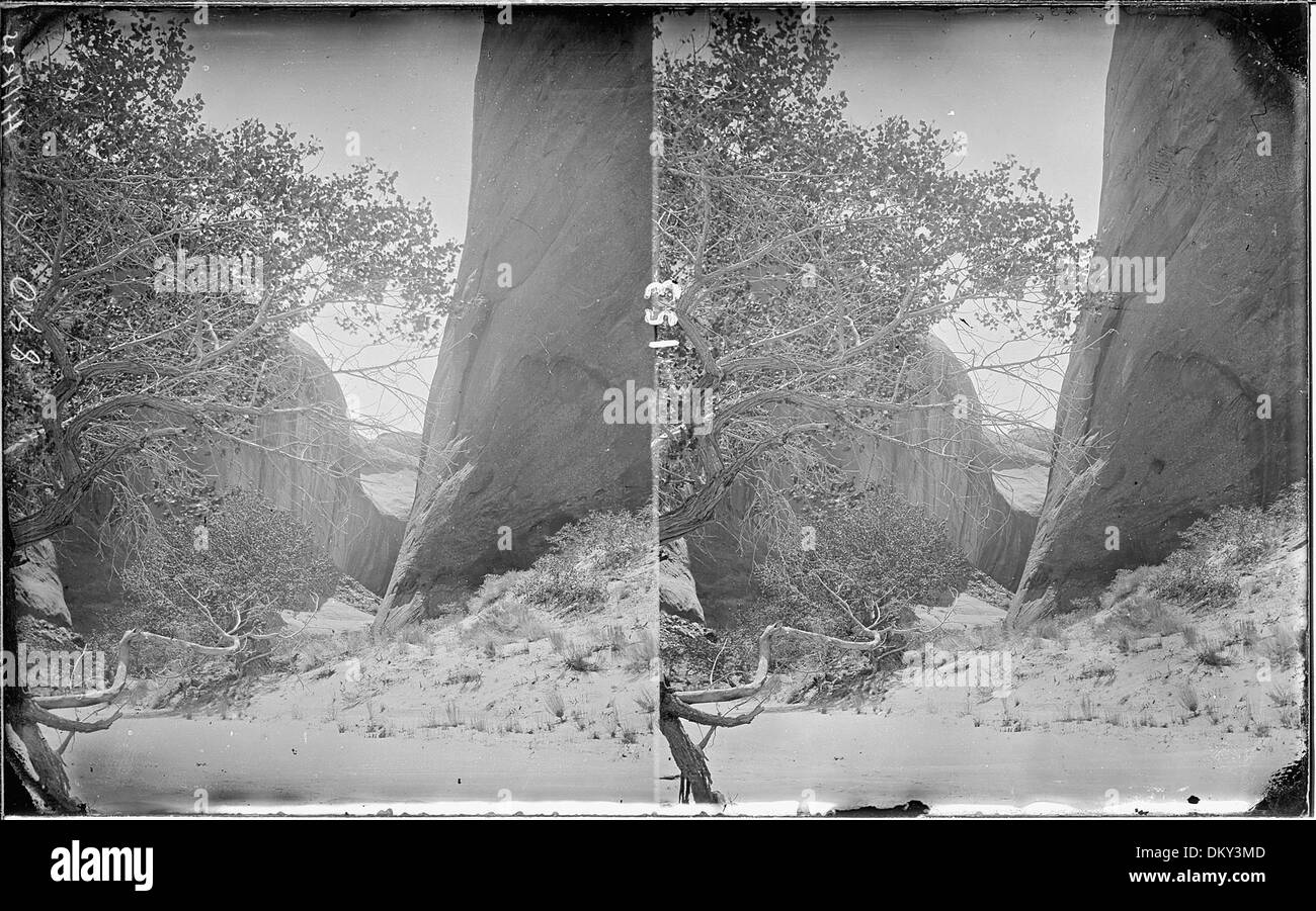 Glen Canyon. Tall rugged tree on left foreground, canyon between curved ...