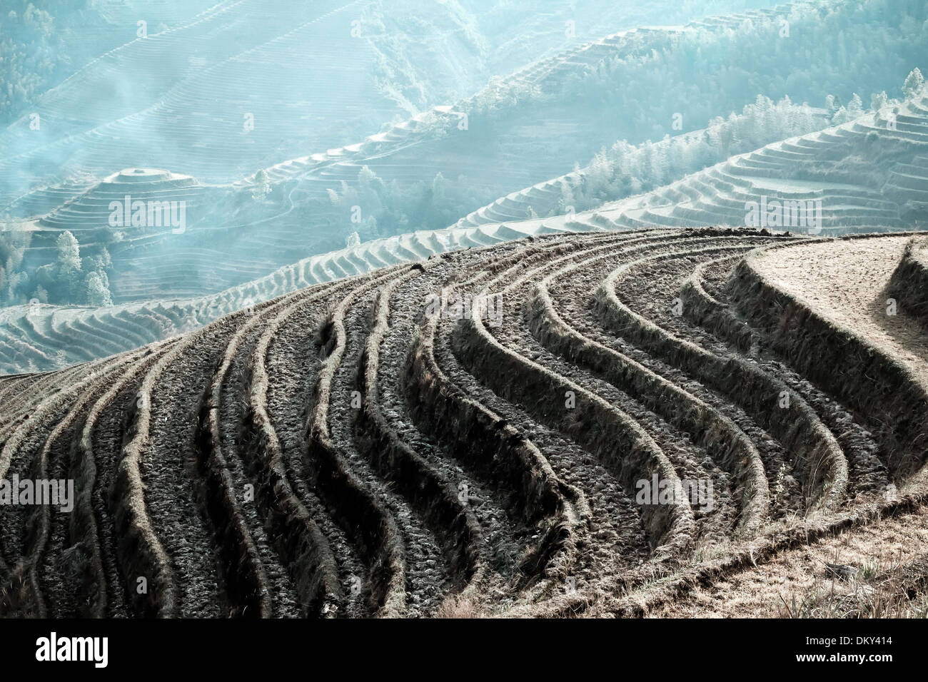 South china rice field spring hi-res stock photography and images - Alamy