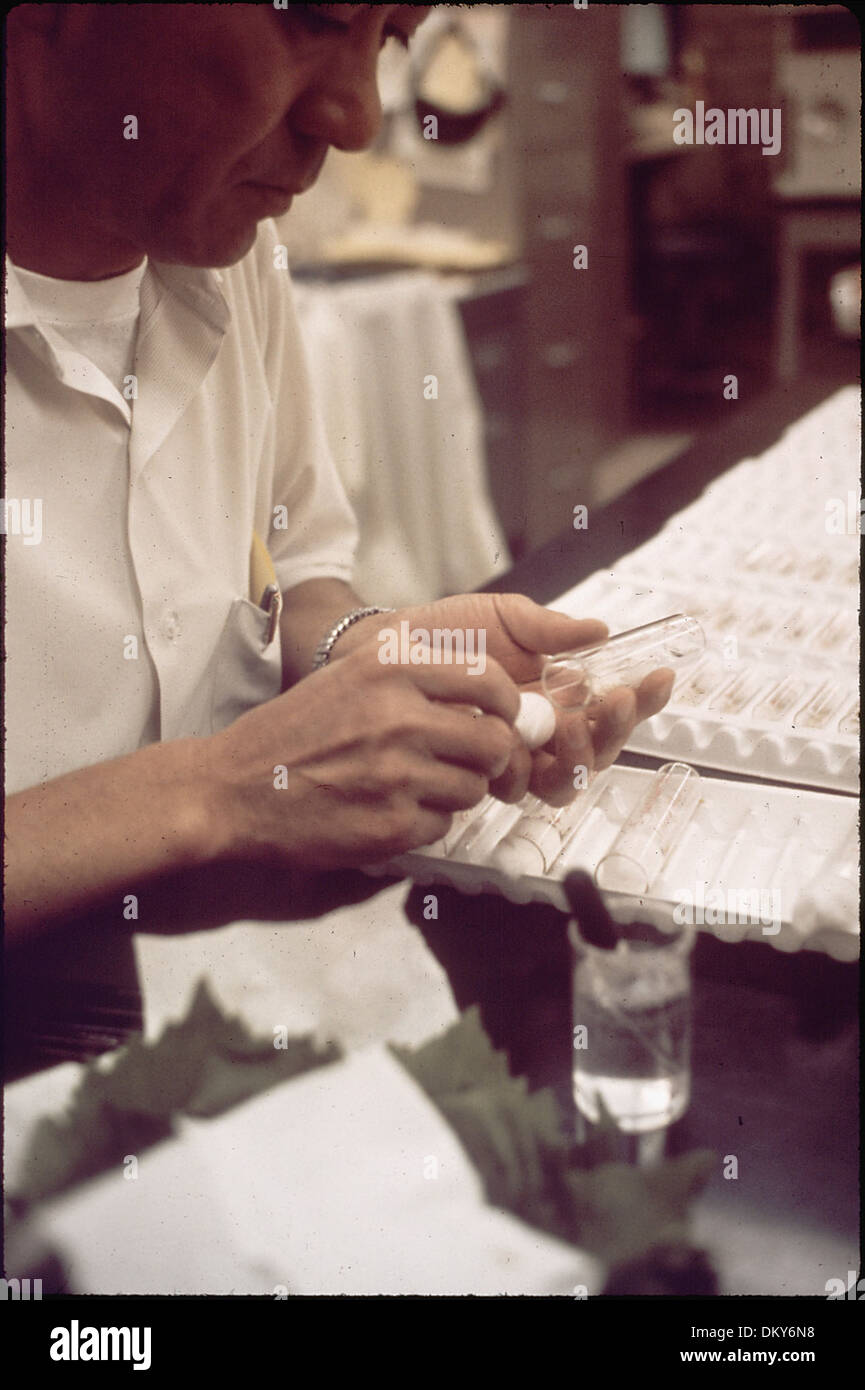 Leaf folder hi-res stock photography and images - Alamy