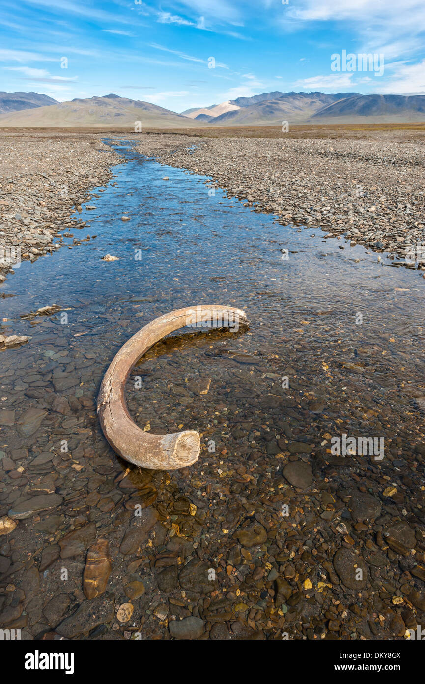 Mammoth tusk hi-res stock photography and images - Alamy