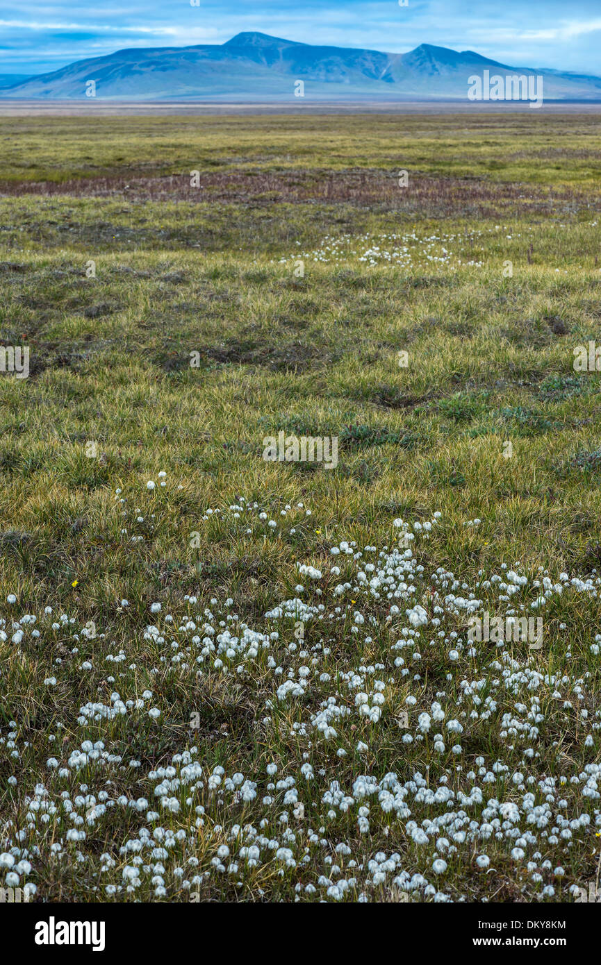 Siberian tundra hi-res stock photography and images - Alamy