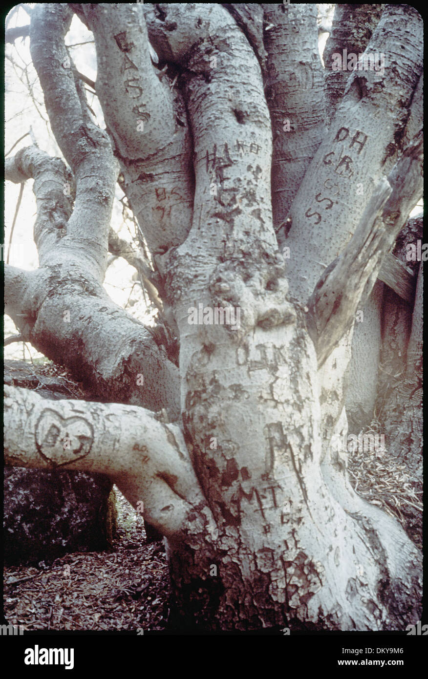 A natural grafted tree located in Big Stump Meadow, showcasing a unique ...
