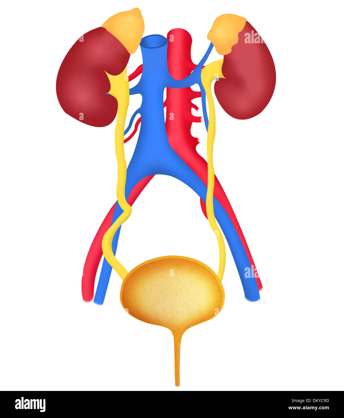 URINARY SYSTEM, DRAWING Stock Photo - Alamy