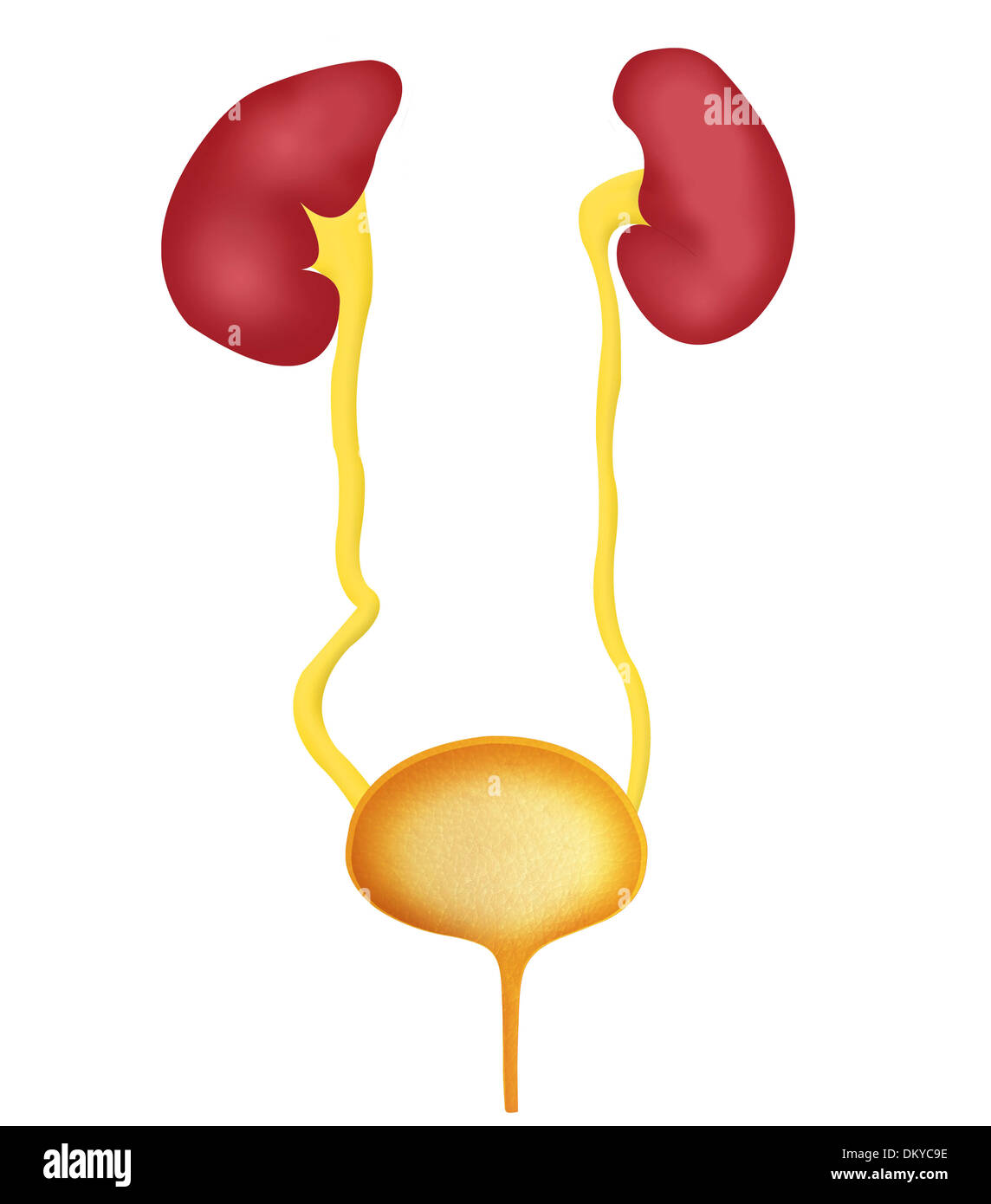 URINARY SYSTEM, DRAWING Stock Photo - Alamy