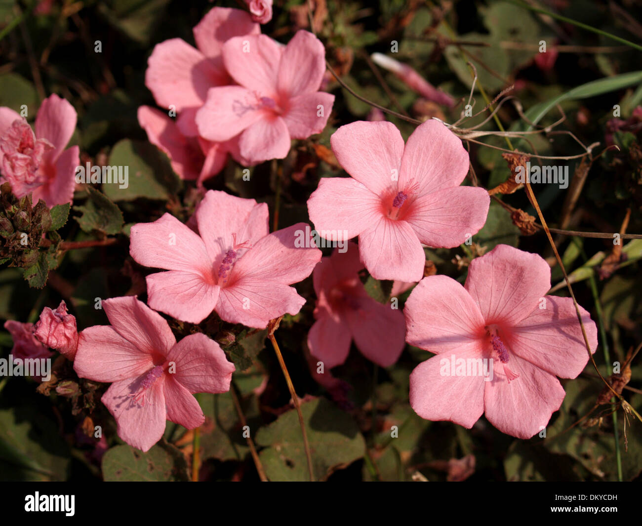 Various Flowers set Stock Photo - Alamy