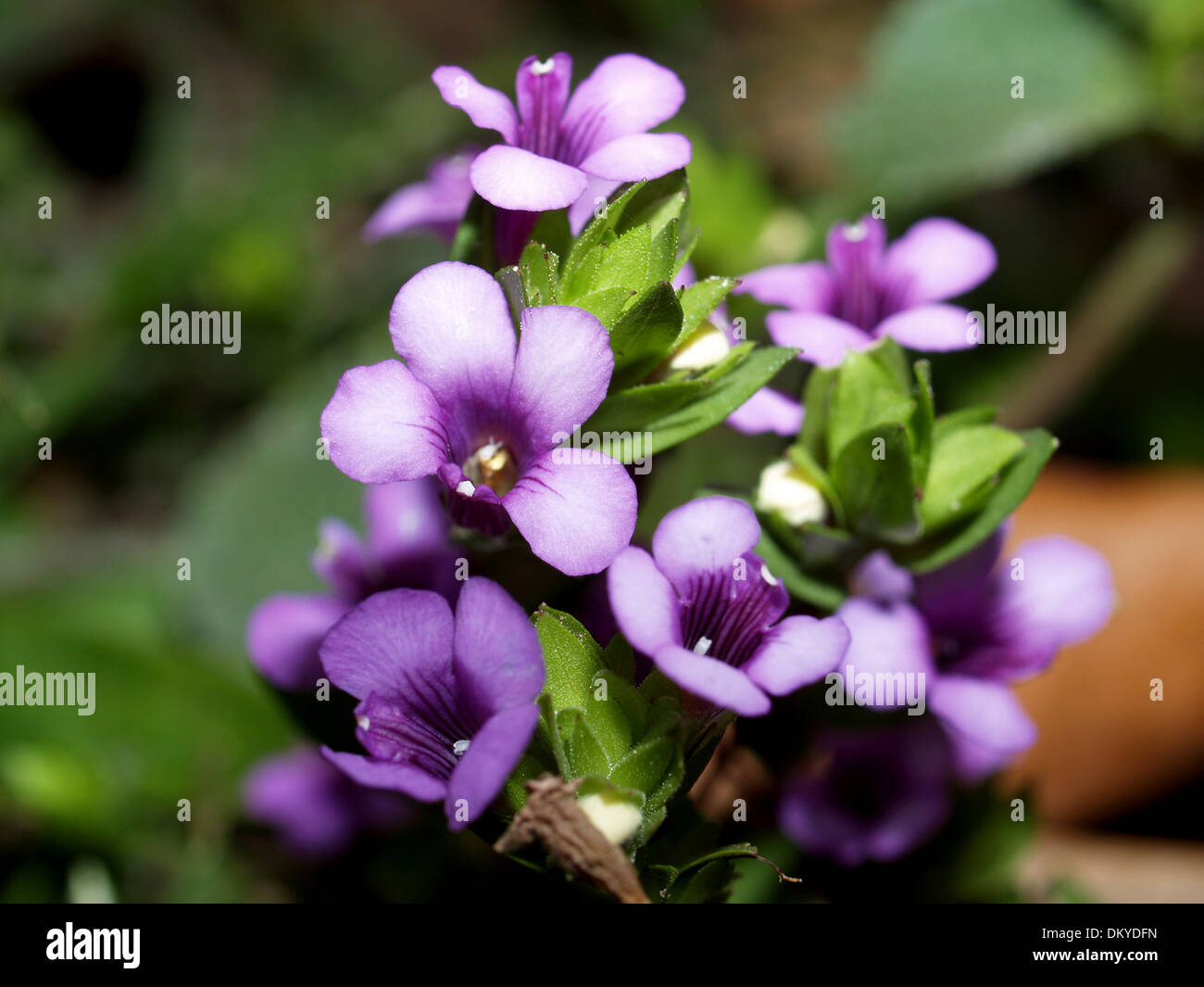 Various Flowers set Stock Photo - Alamy
