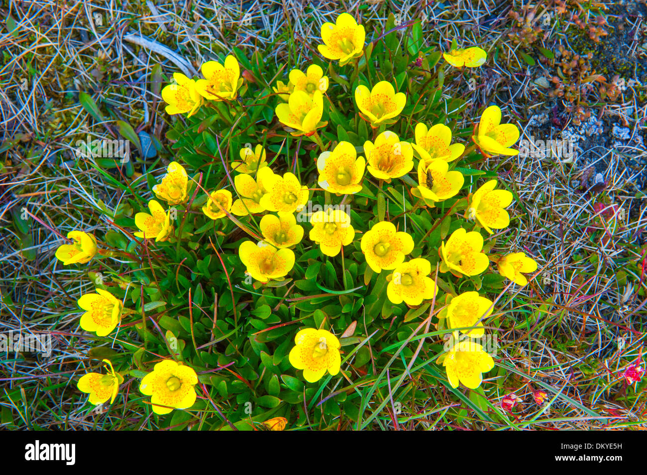 Bog saxifrage (Saxifraga hirculus), Wrangel Island, Russian Far East ...