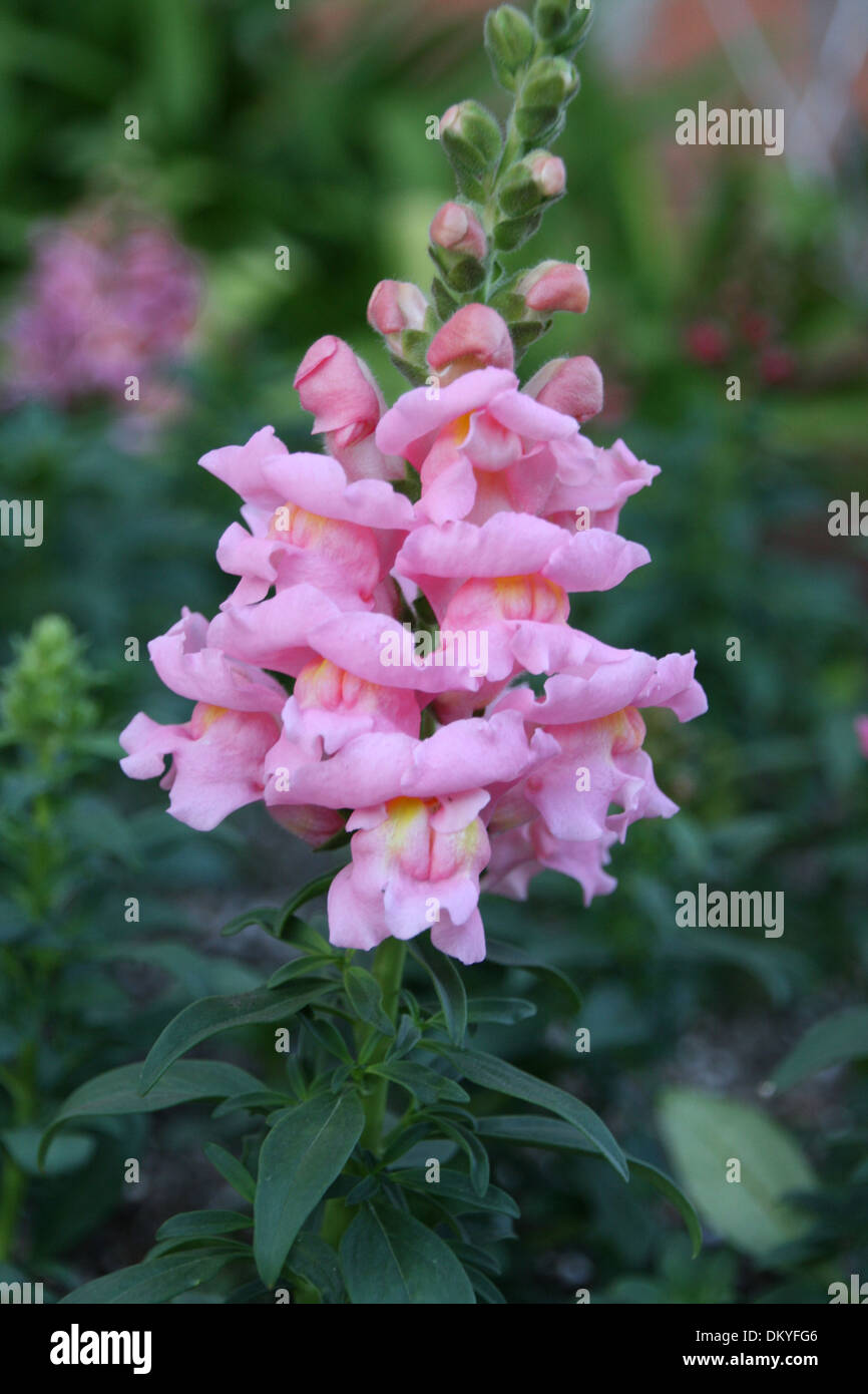 Snapdragons hi-res stock photography and images - Alamy