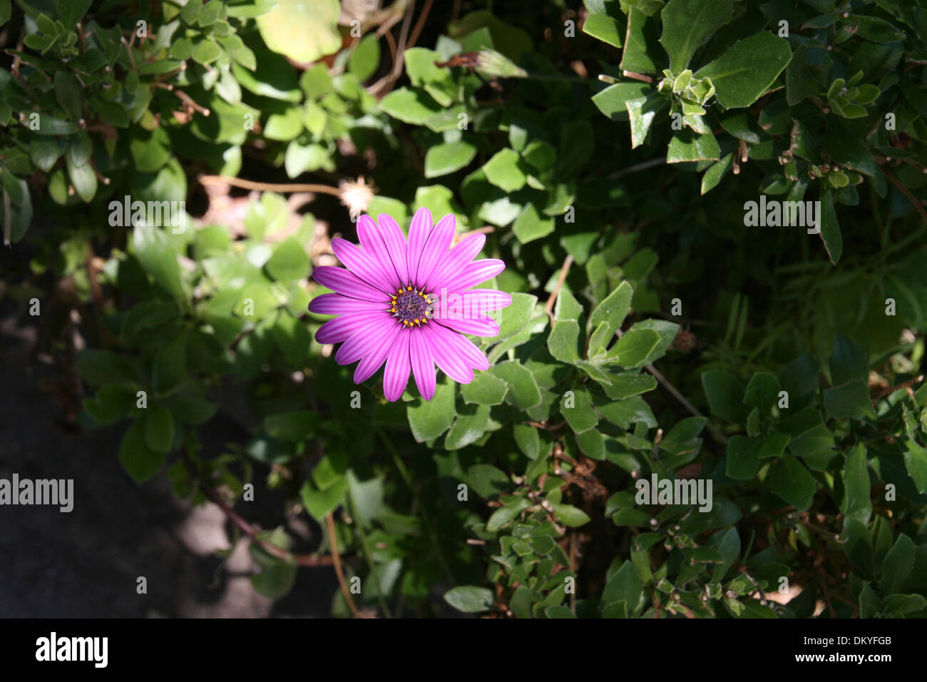 English daisy purple hi-res stock photography and images - Alamy
