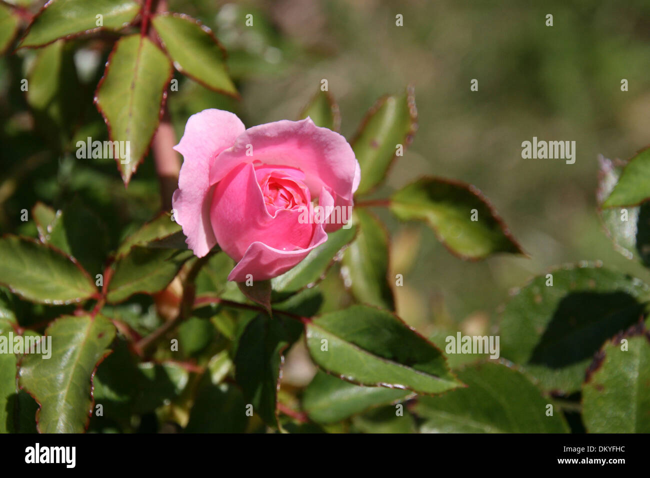 Opening rosebud hi-res stock photography and images - Alamy