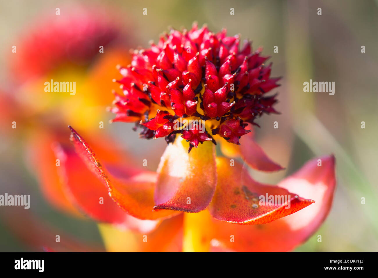 Rhodiola rosea hi-res stock photography and images - Alamy