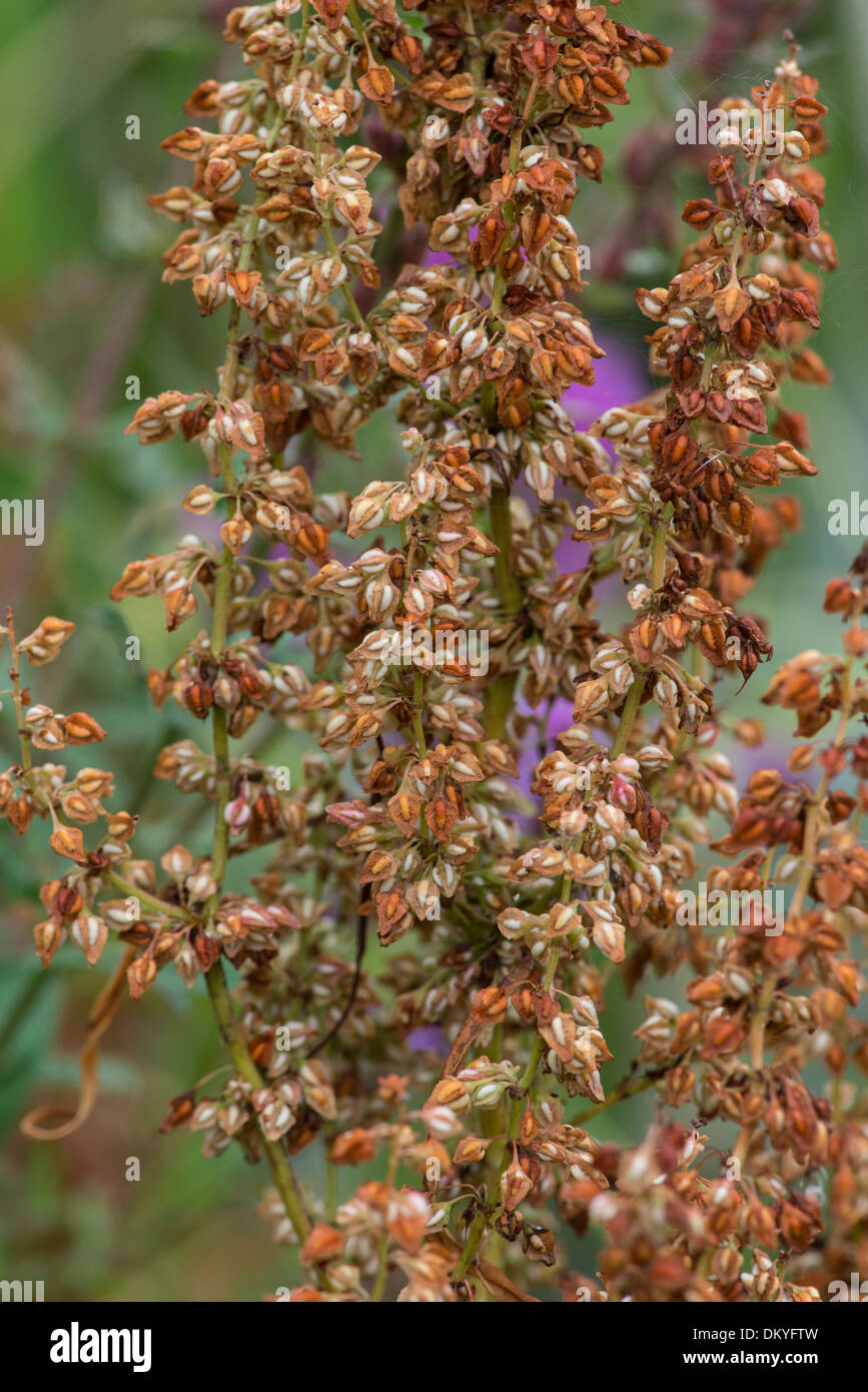 Dock seed hi-res stock photography and images - Alamy