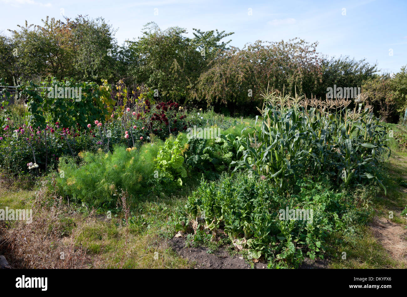 Vegetable plots hi-res stock photography and images - Alamy