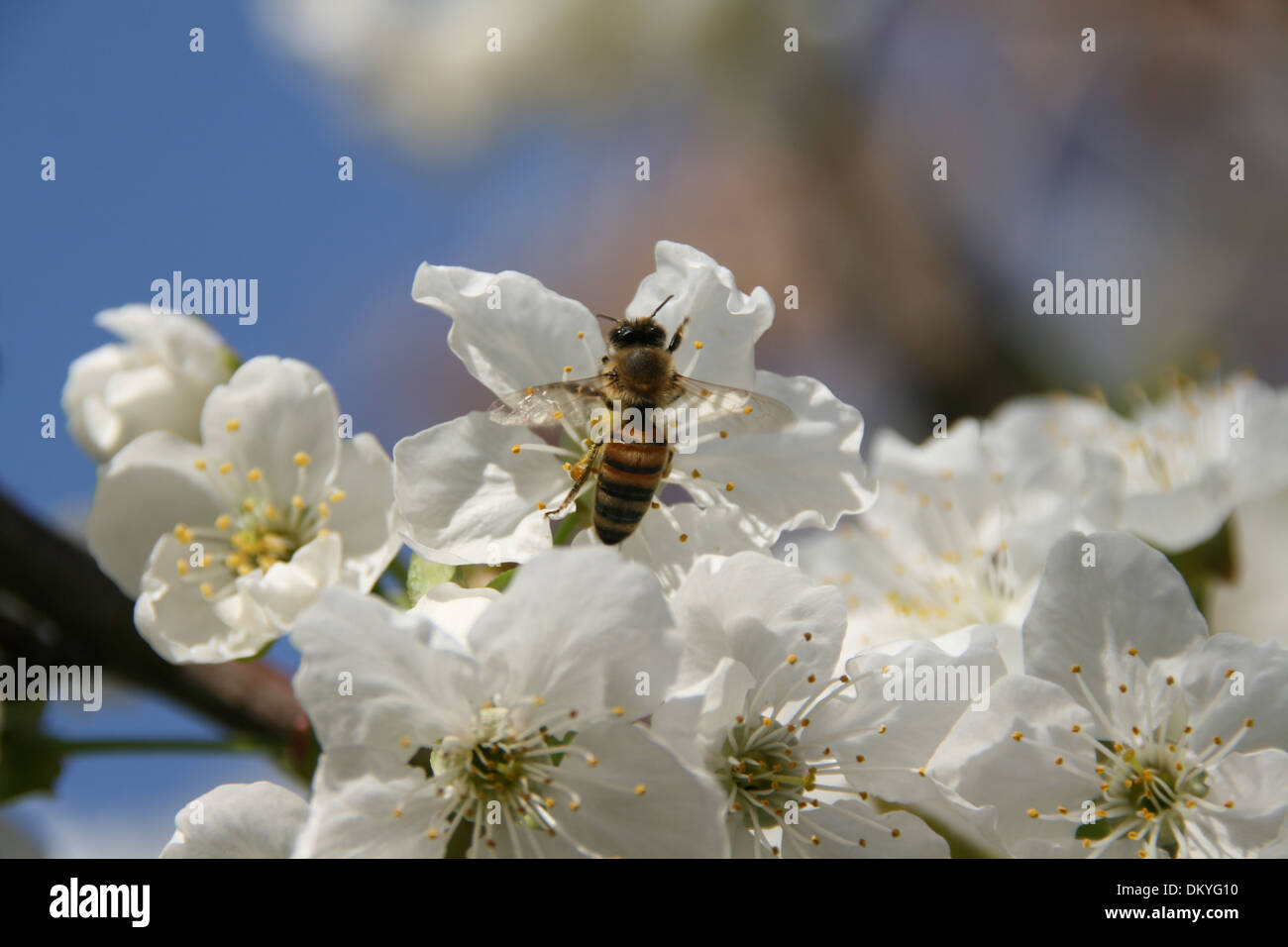 Insect of iran hi-res stock photography and images - Alamy
