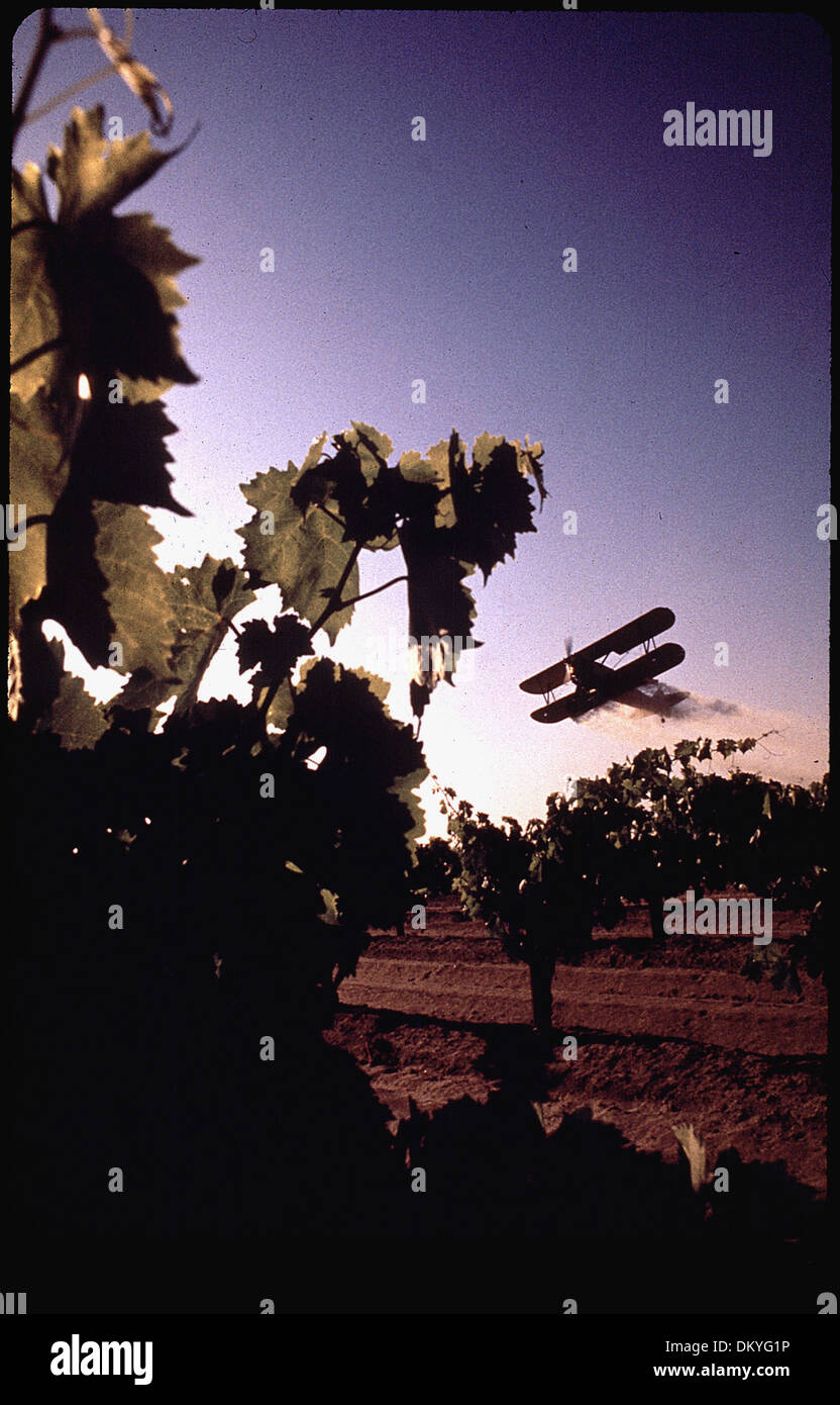 This image shows the sulfur-dusting process on grape vines in May 1972 ...