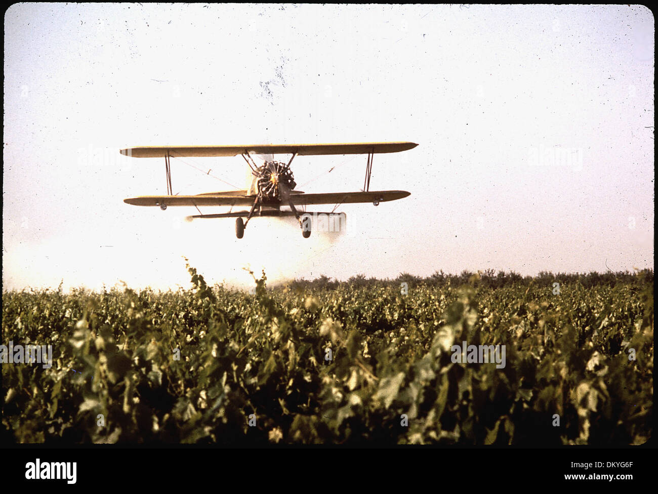 Sulfur Dusting Of Grape Vines High Resolution Stock Photography and ...