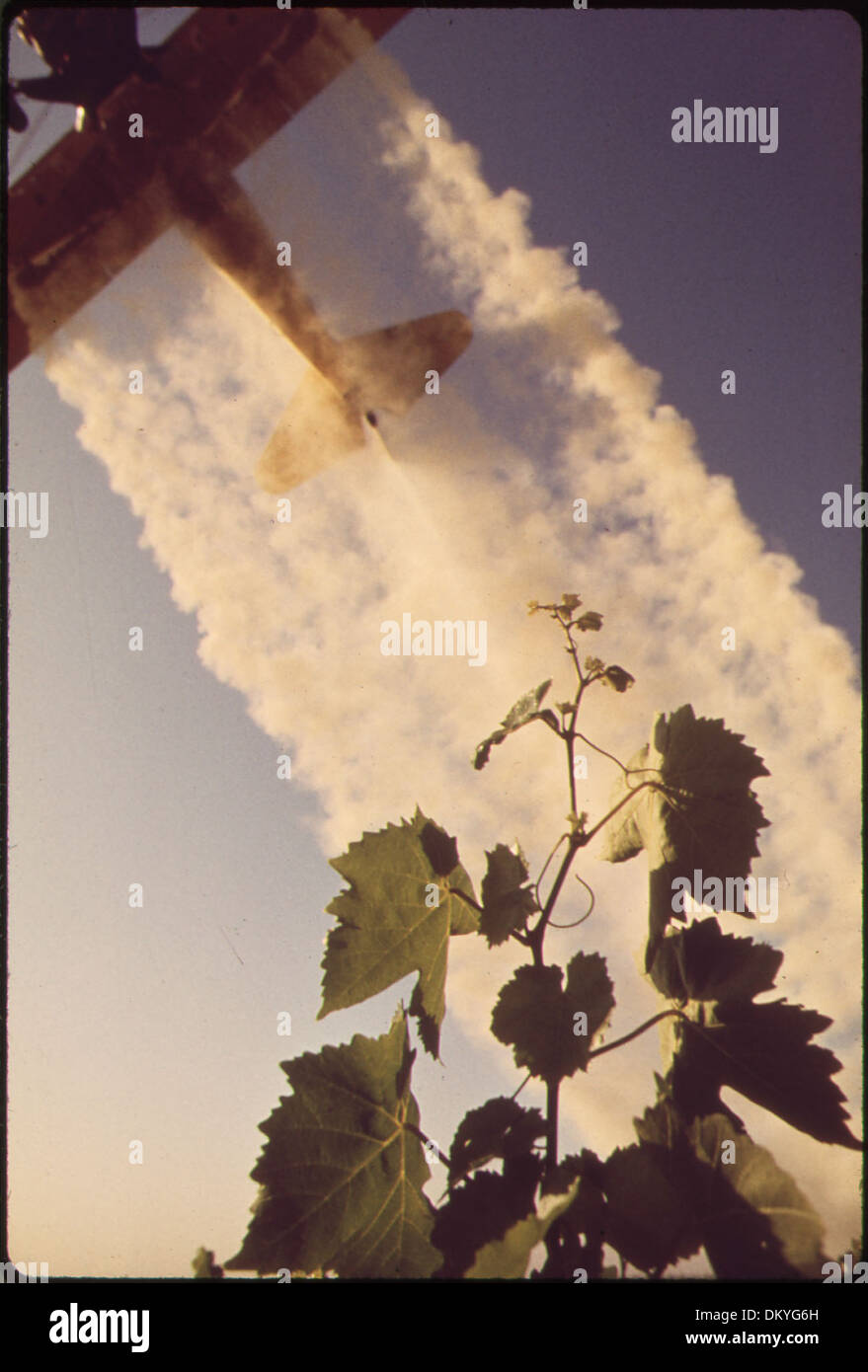 Sulfur dusting grape vines hi-res stock photography and images - Alamy