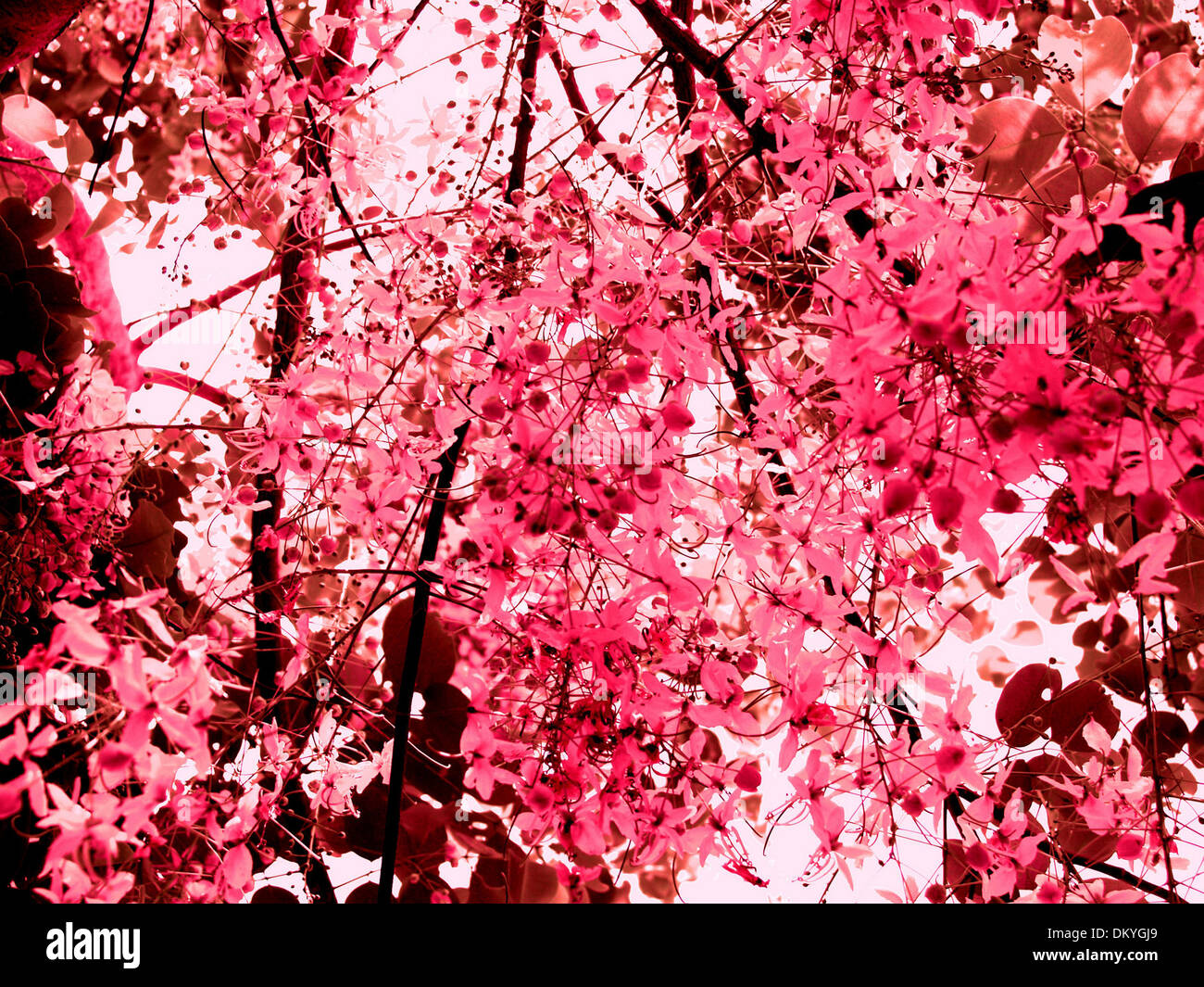 Various Flowers set Stock Photo - Alamy