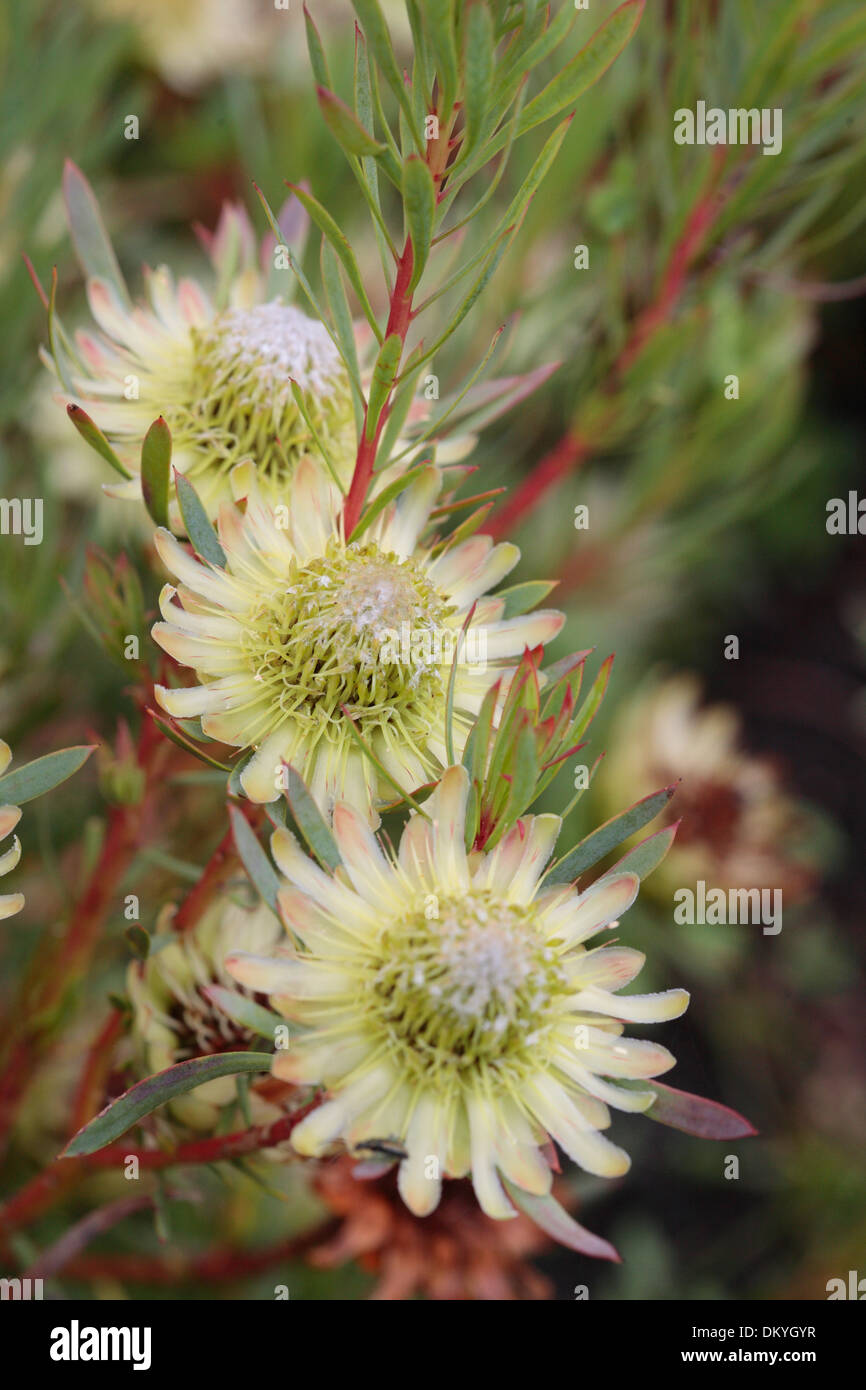 Hermanus and flowers hi-res stock photography and images - Alamy