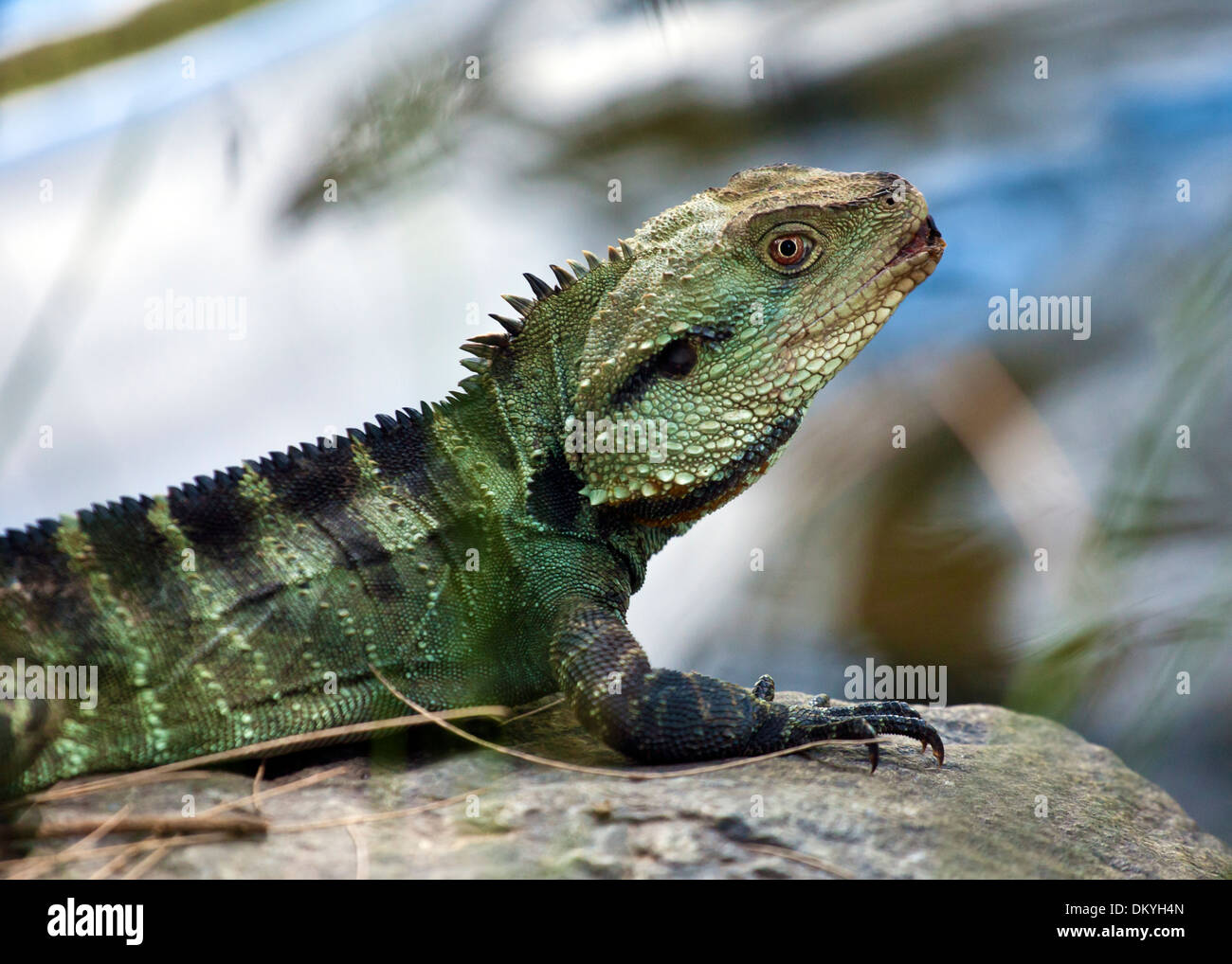 Australian eastern water dragon lizard hi-res stock photography and ...