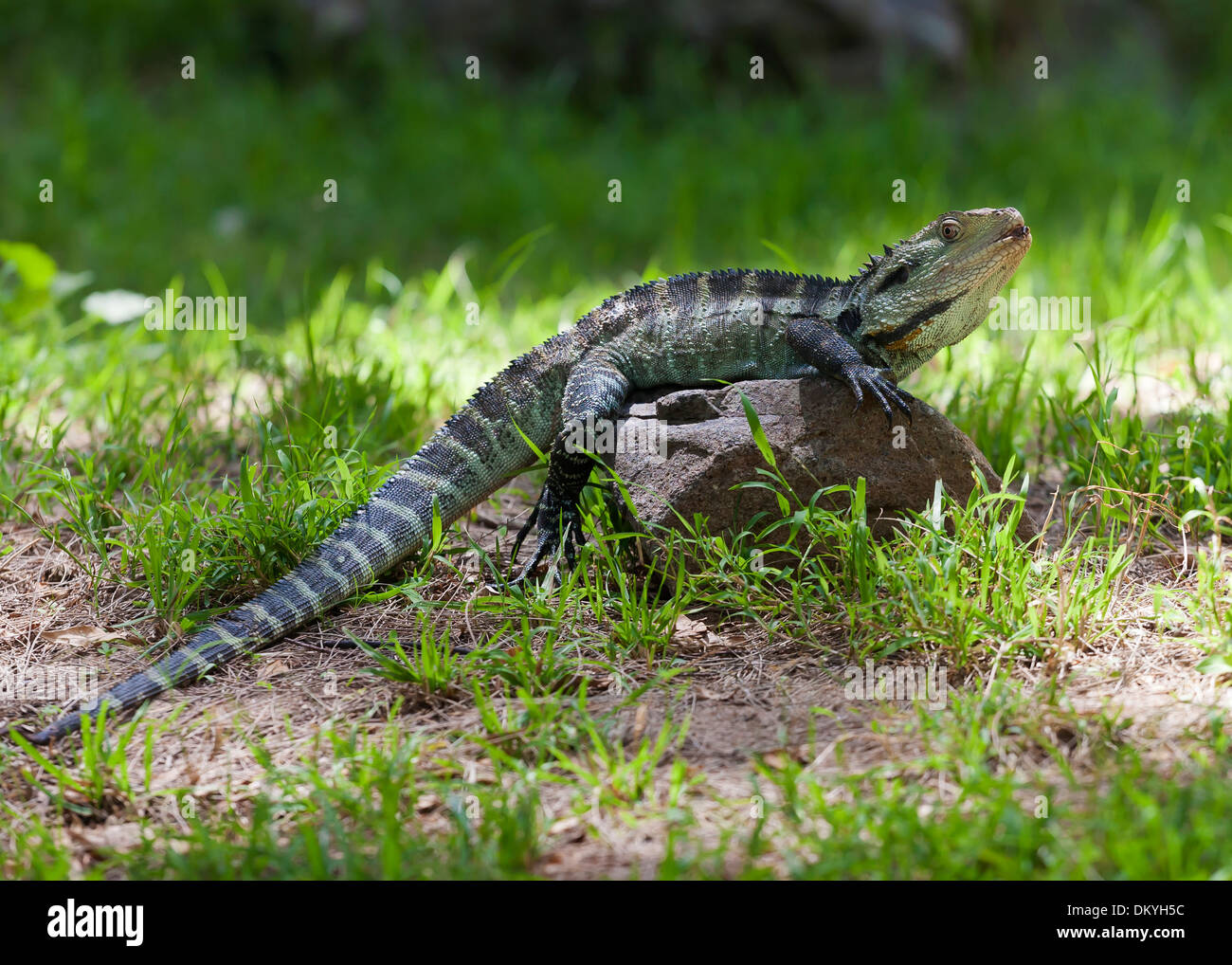 Dragon in grass hi-res stock photography and images - Alamy