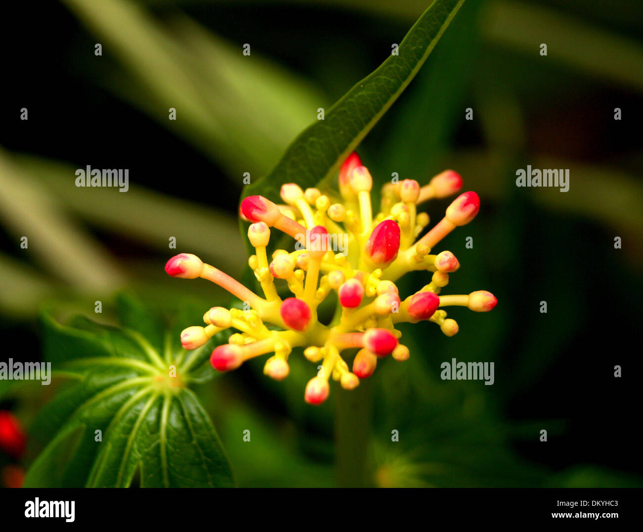 Various Flowers set Stock Photo - Alamy