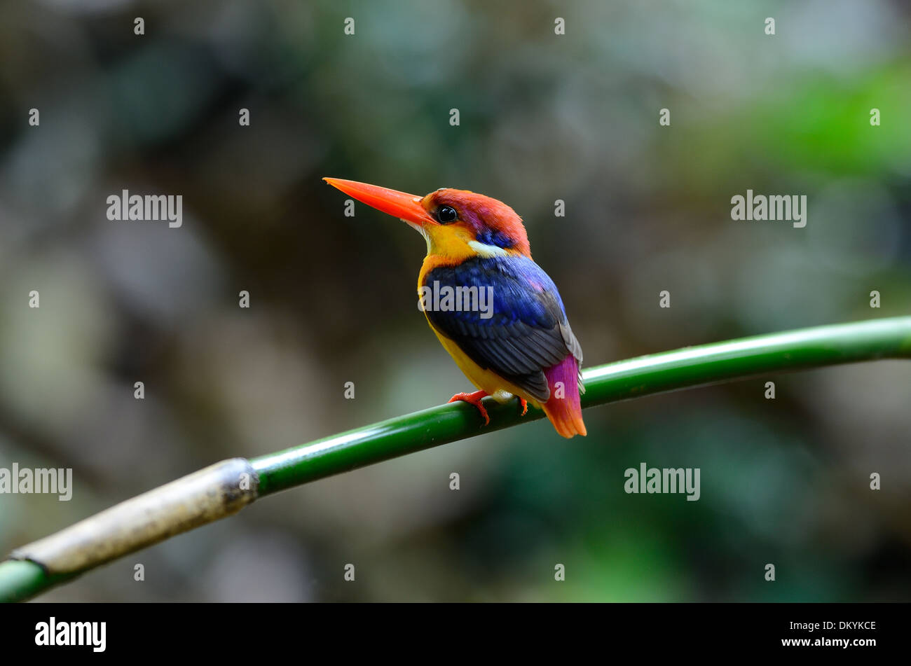 Thailand exotic birds hi-res stock photography and images - Alamy