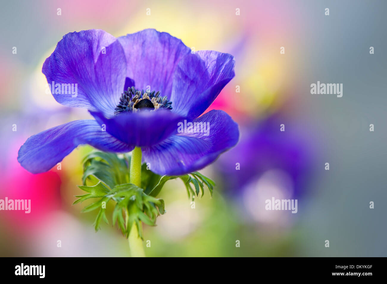 Corm marigold hi-res stock photography and images - Alamy