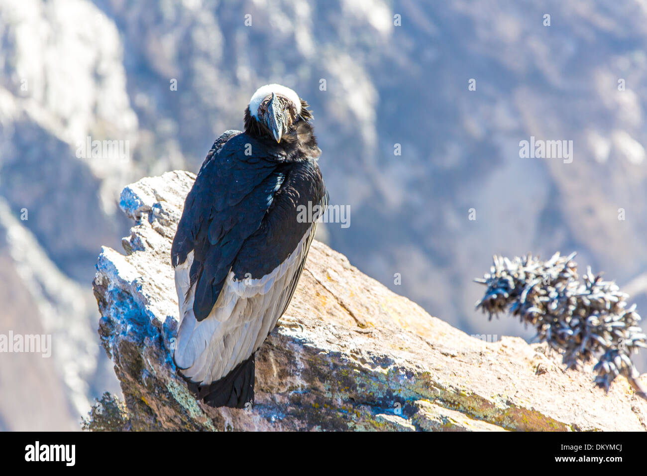 Condor at Colca canyon sitting,Peru,South America. This is a condor the ...