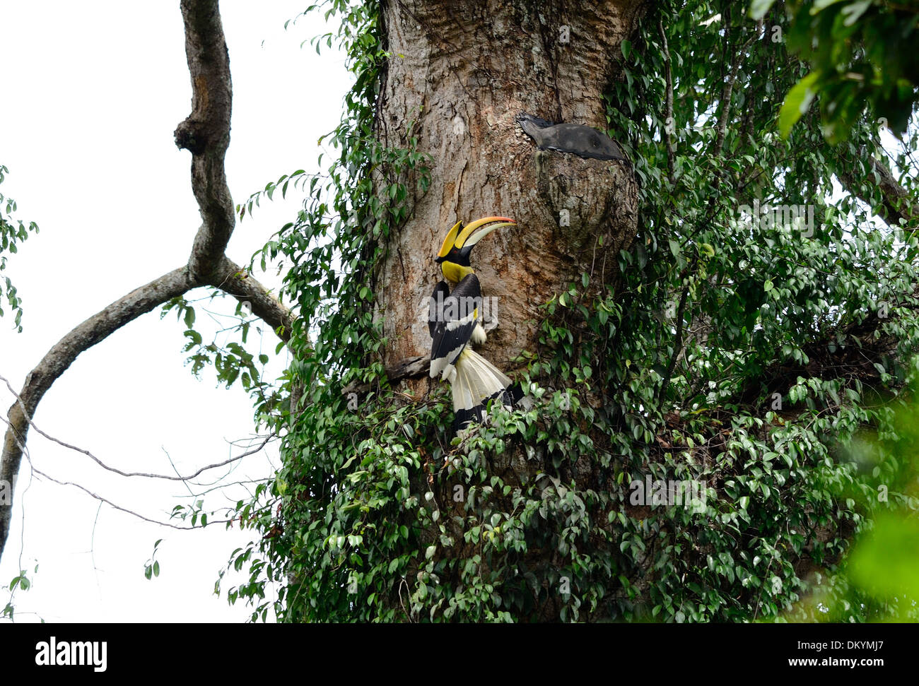 Great hornbill nest hi-res stock photography and images - Alamy