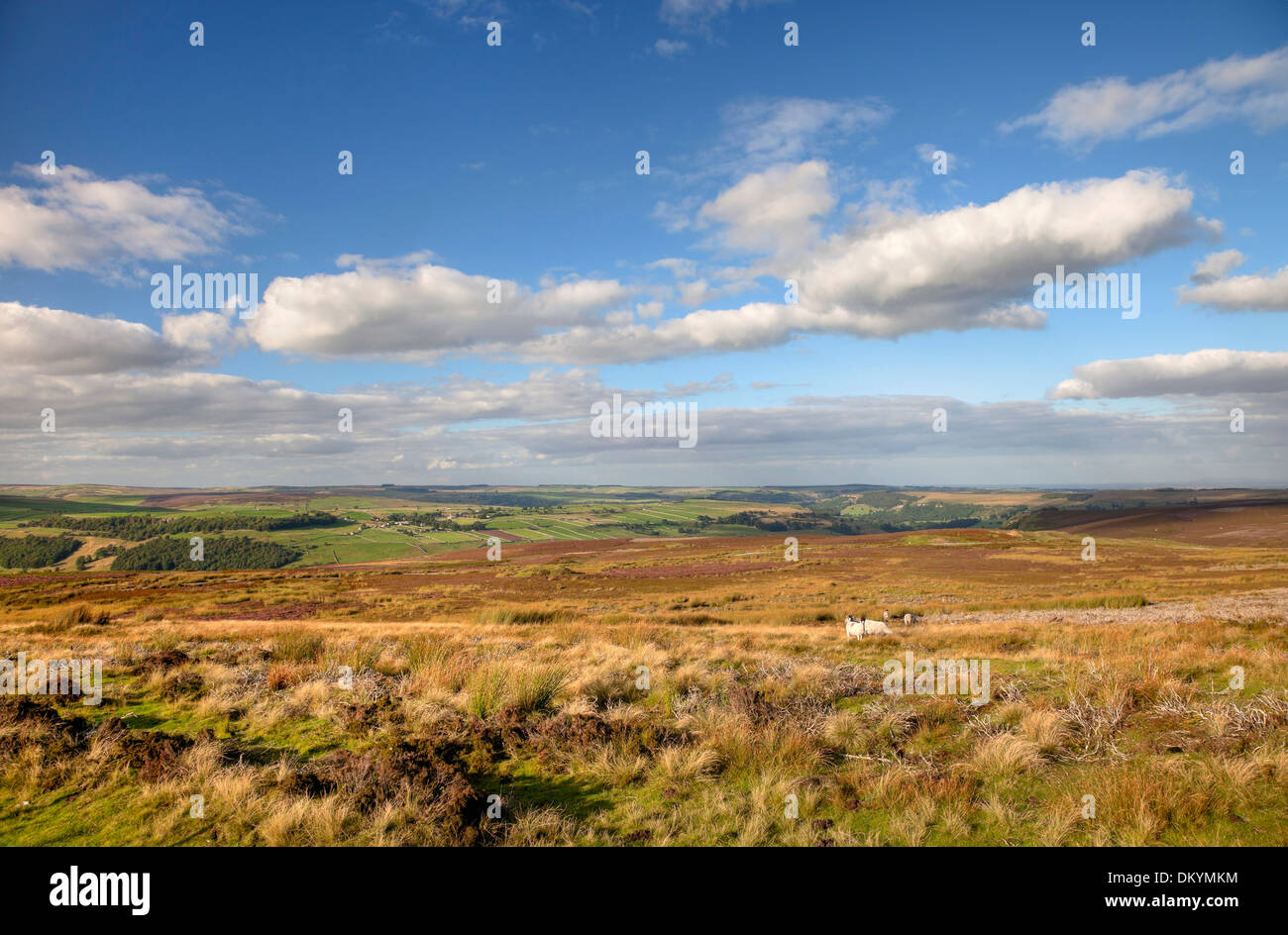 Moorland with heather near Reeth, Yorkshire Dales National Park ...